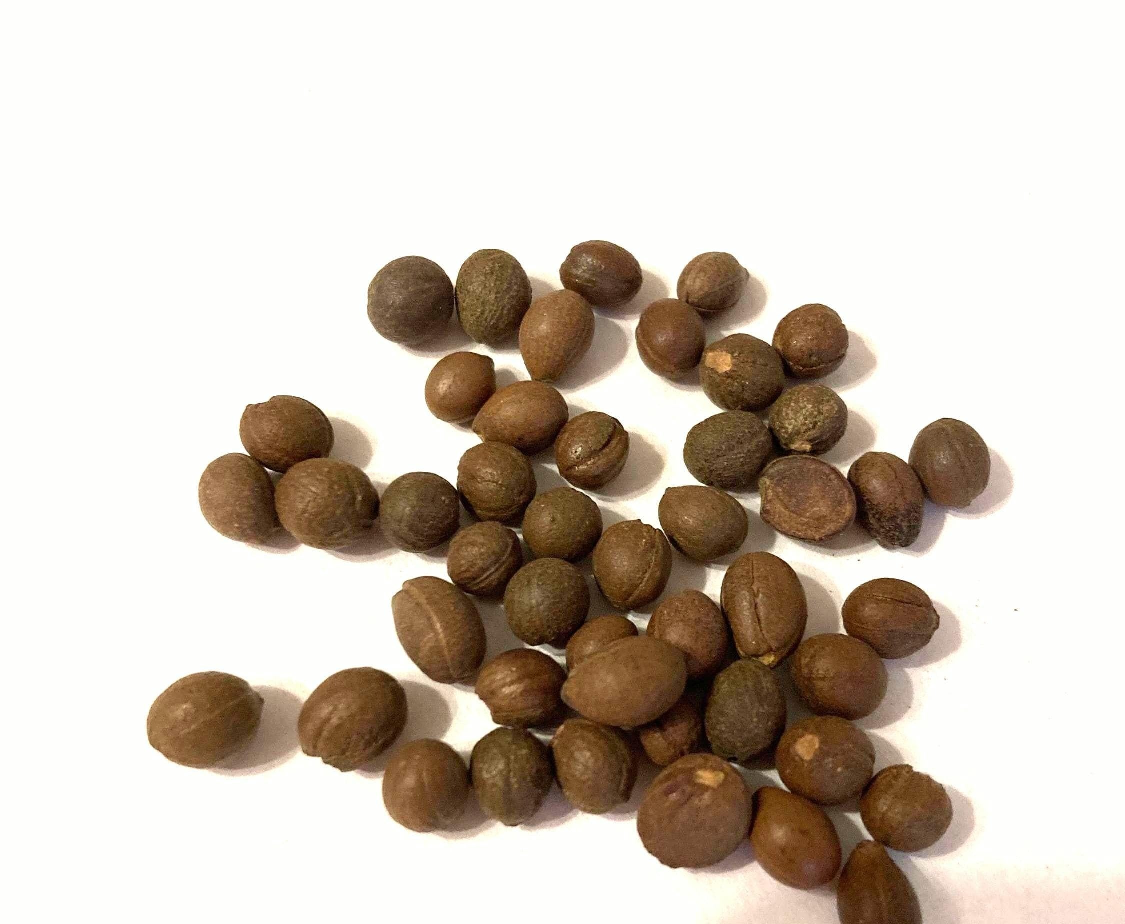 American Snowbell Shrub Tree Seeds (STYRAX AMERICANUS) (Mock Orange) | TreeSeedMan.Com TREE ...