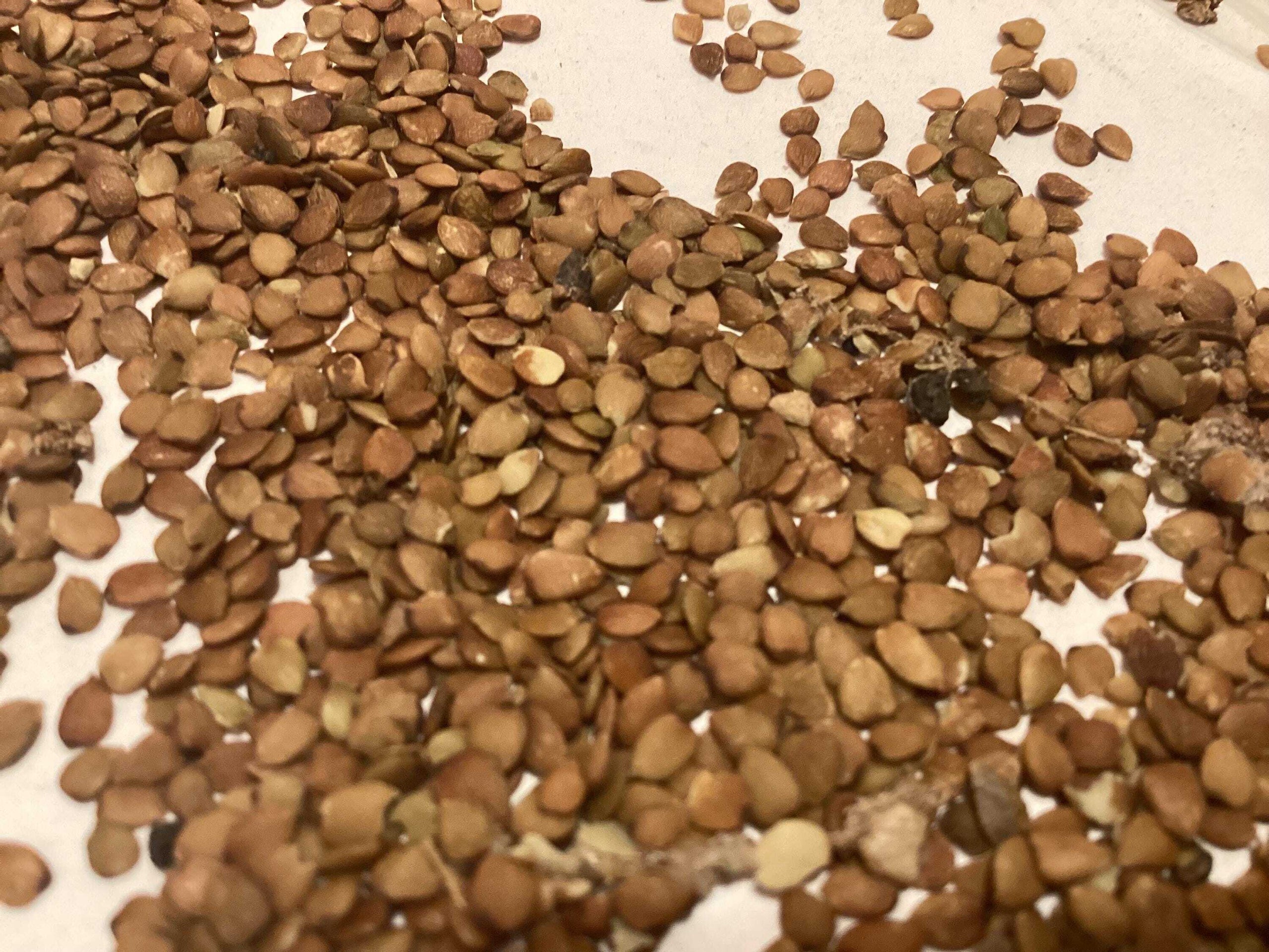 White Elm Tree Seeds (ULMUS Americana) (Common Elm) (Water Elm ...