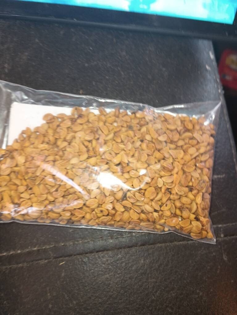 Blue Haw Tree Seeds (Crataegus brachyacantha) | TreeSeedMan.Com TREE ...