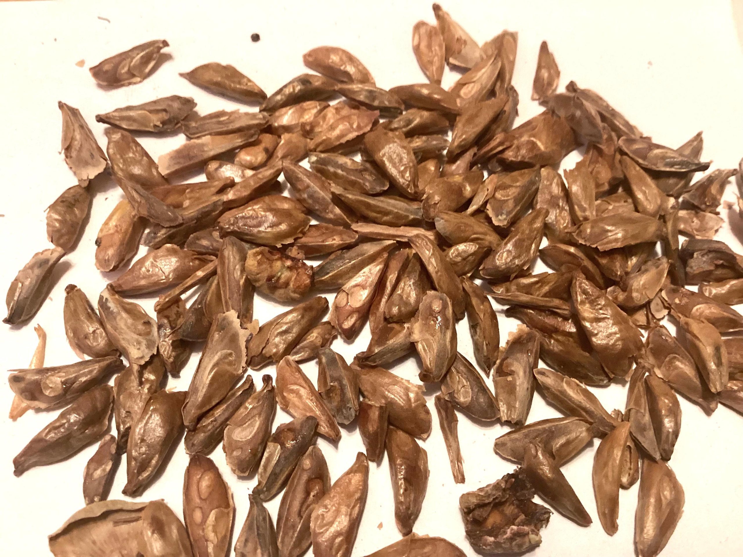 Red Fir Tree Seeds (ABIES MAGNIFICA) (California Red Fir) (Golden Fir ...