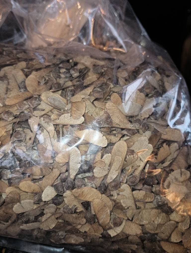 Sugar Maple Tree Seeds (Acer saccharum Northern wings Zone 6 ...
