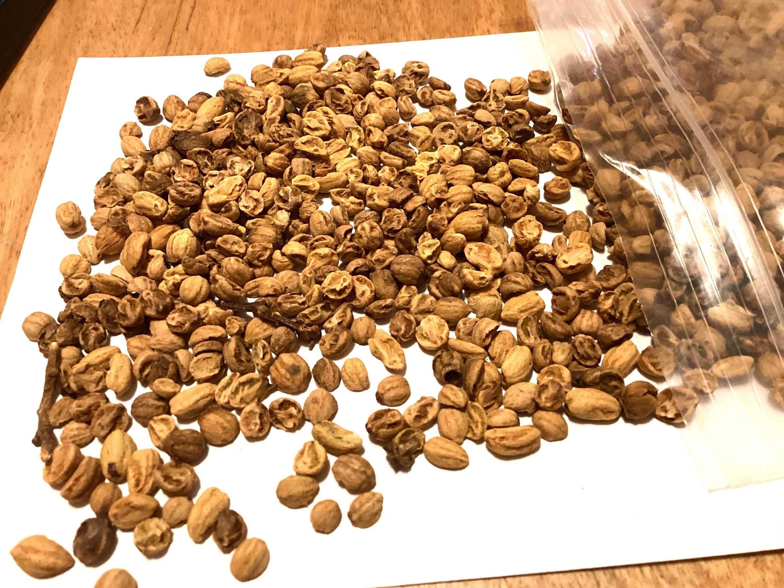 English Hawthorn Tree Seeds (CRATAEGUS LAEVIGATA) (Smooth Hawthorn ...