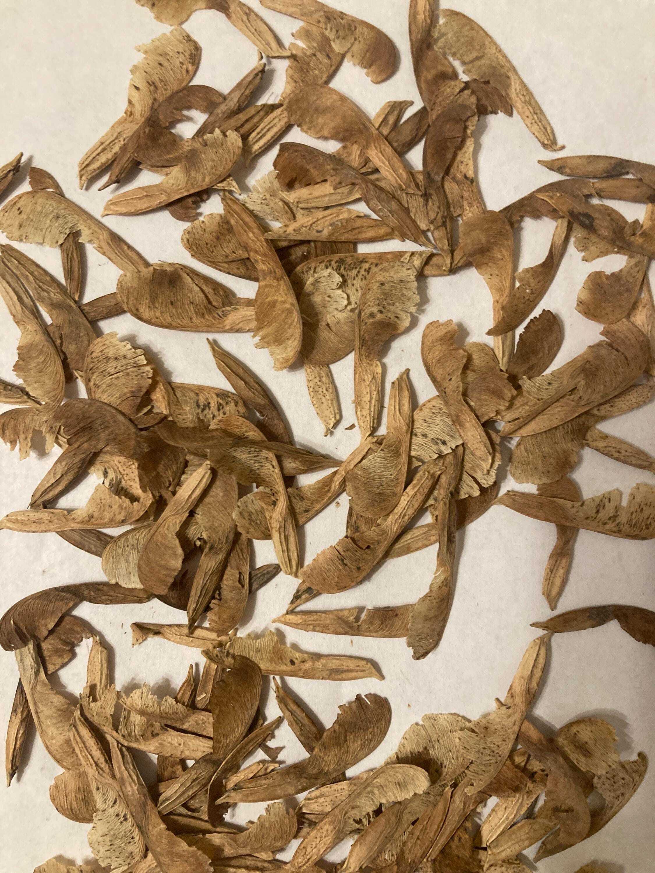 California Boxelder Tree Seeds (ACER NEGUNDO) (Boxelder Maple, Ash ...