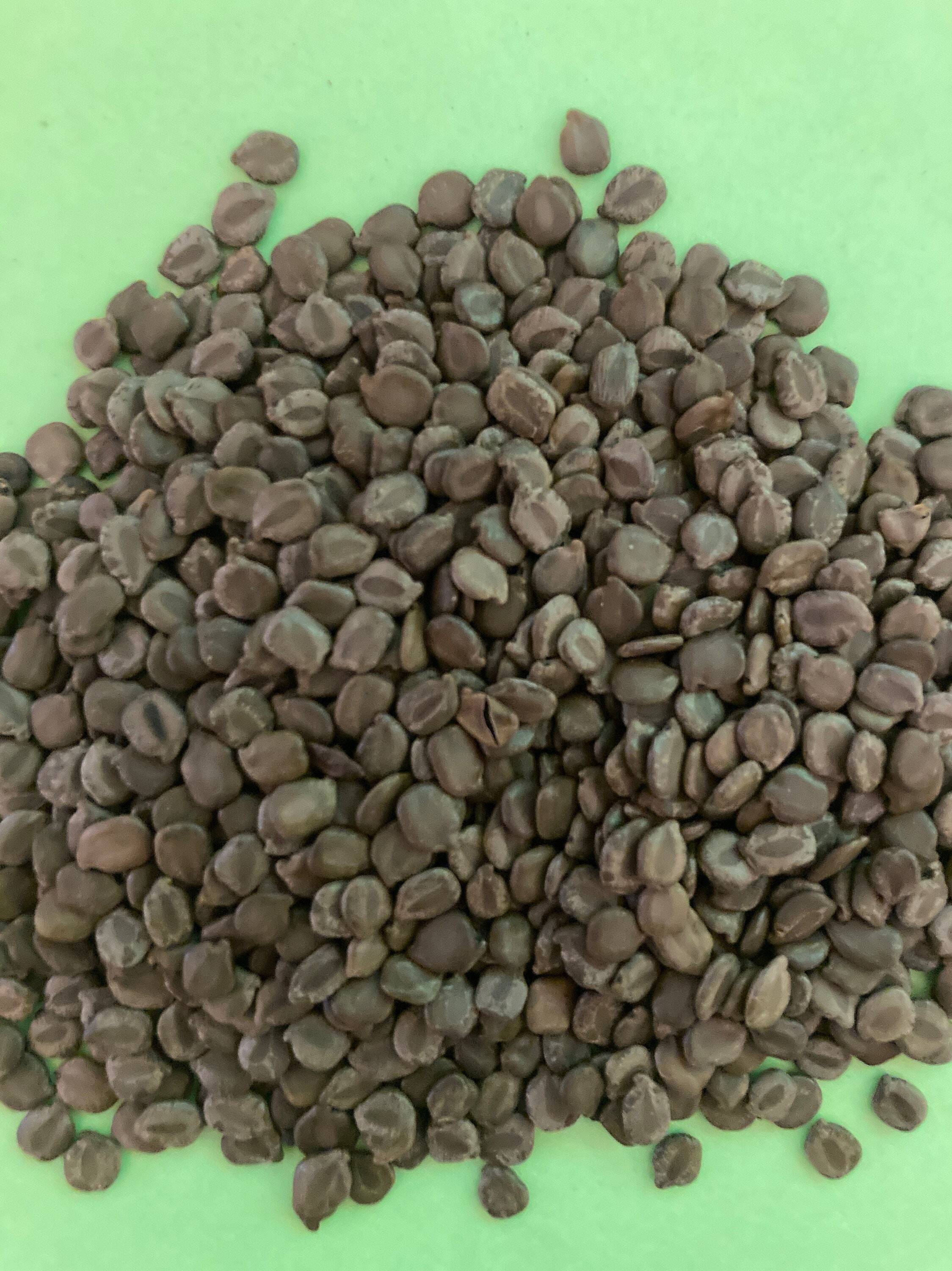 American Senna ( Senna hebecarpa) | TreeSeedMan.Com TREE, SHRUB ...