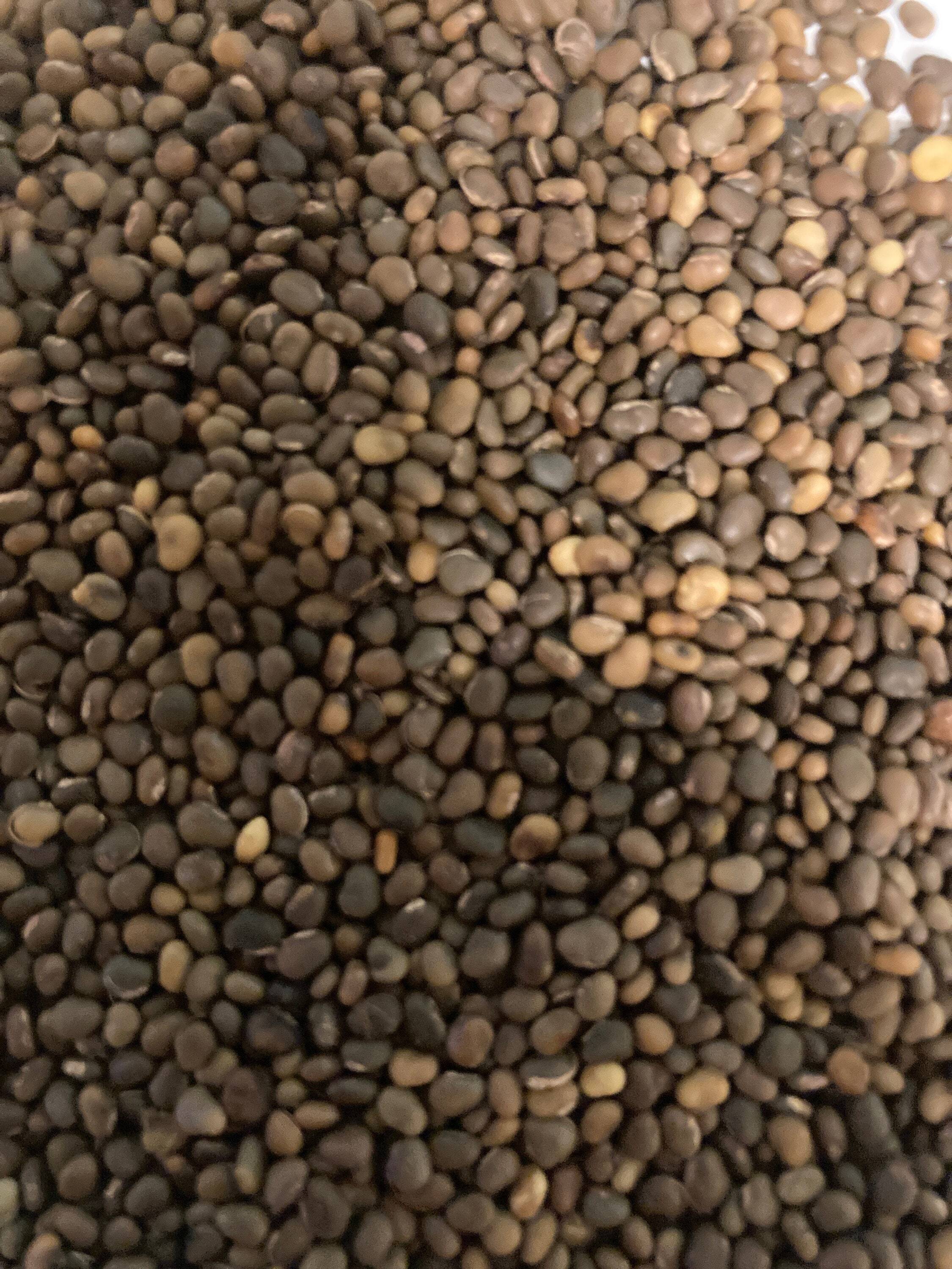 Velvet Sumac Tree Seeds (RHUS TYPHINA) (Staghorn sumac) | TreeSeedMan ...