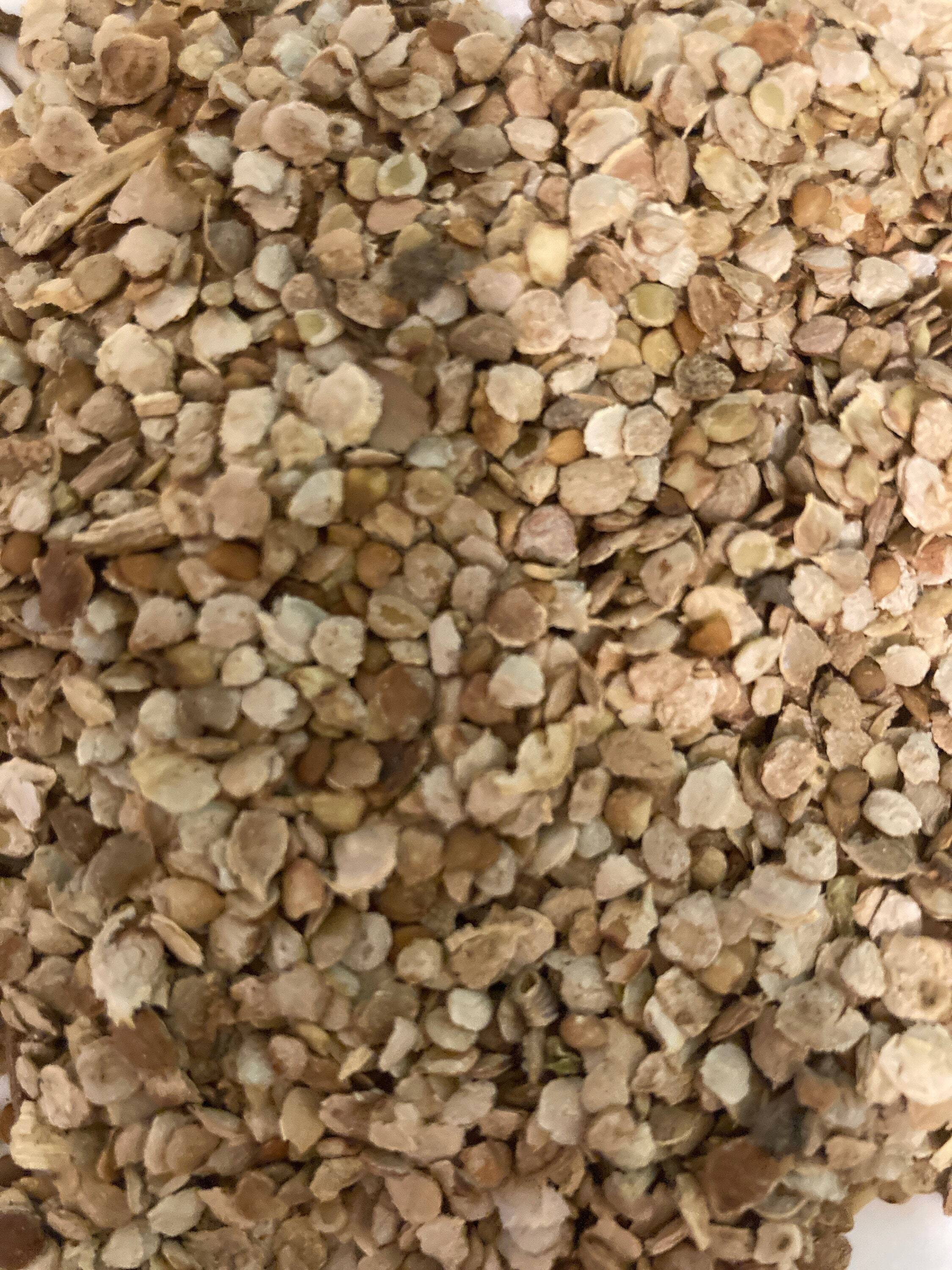 Siberian Elm, Dwarf Elm, Asiatic Elm ( ULMUS PUMILA) | TreeSeedMan.Com ...