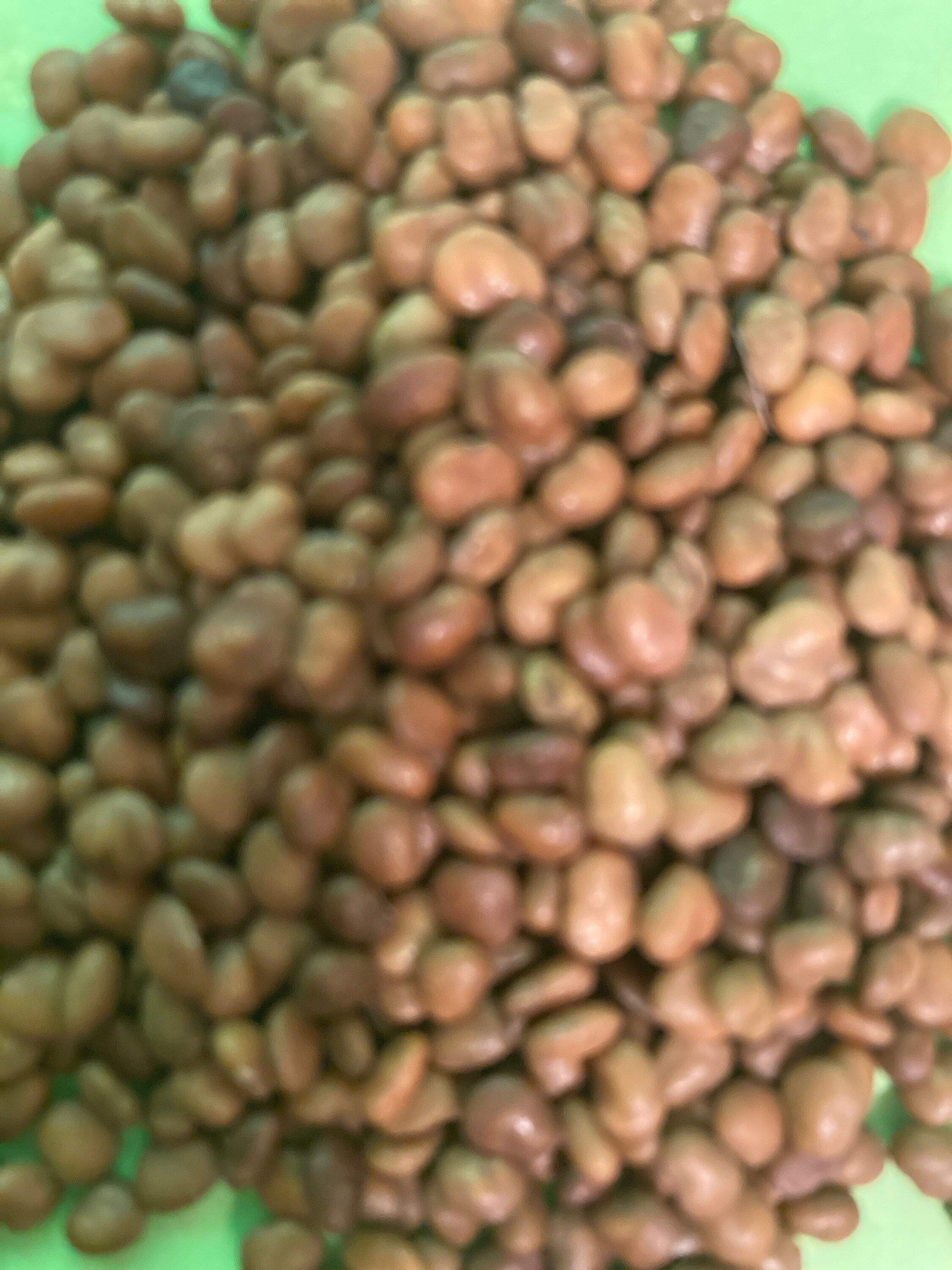 Fragrant sumac tree seeds ((Rhus aromatica)) | TreeSeedMan.Com TREE ...