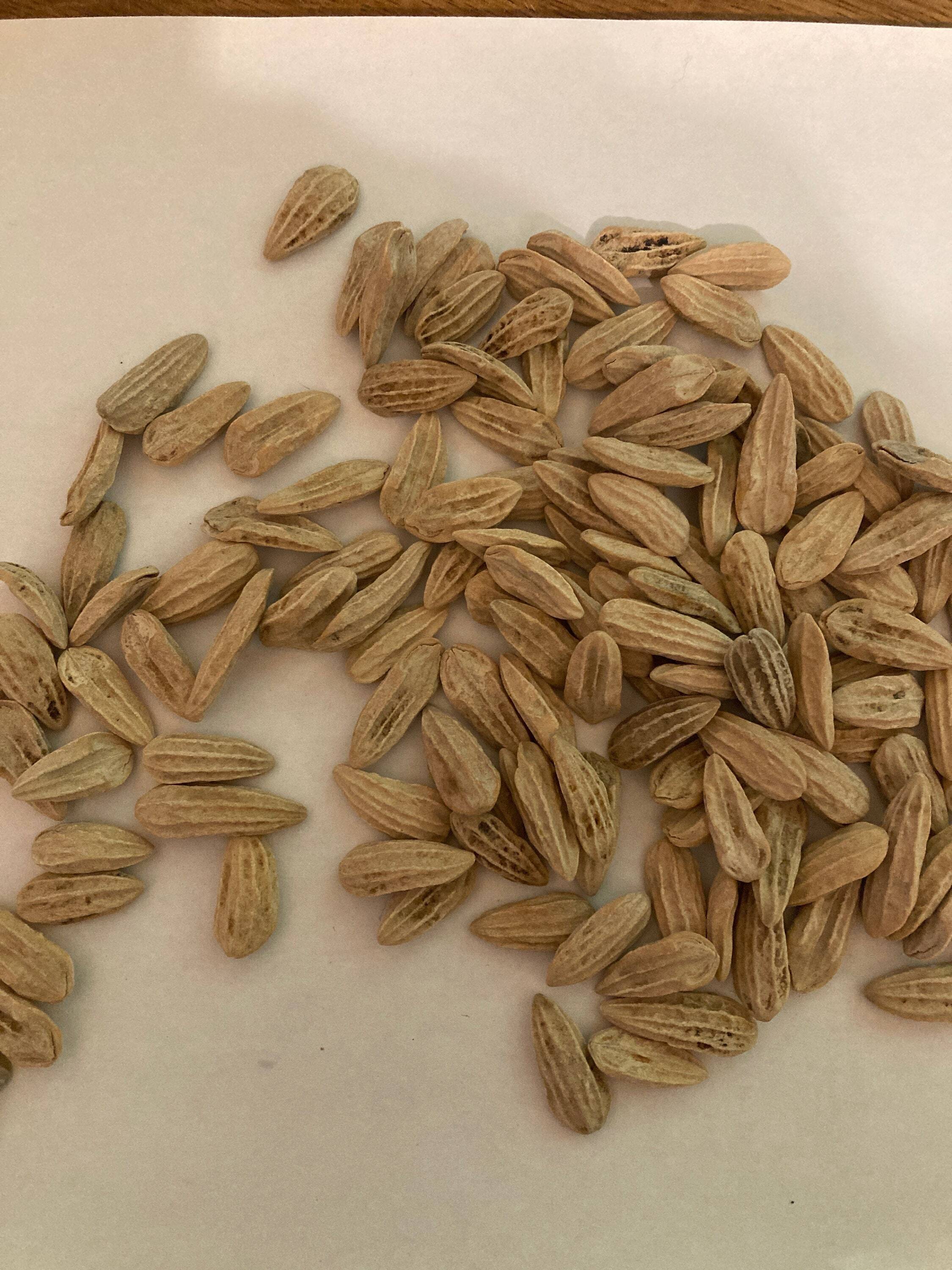 Water Tupelo Tree Seeds (NYSAA AQUATICA) (Large Tupelo) (Wild Olive ...