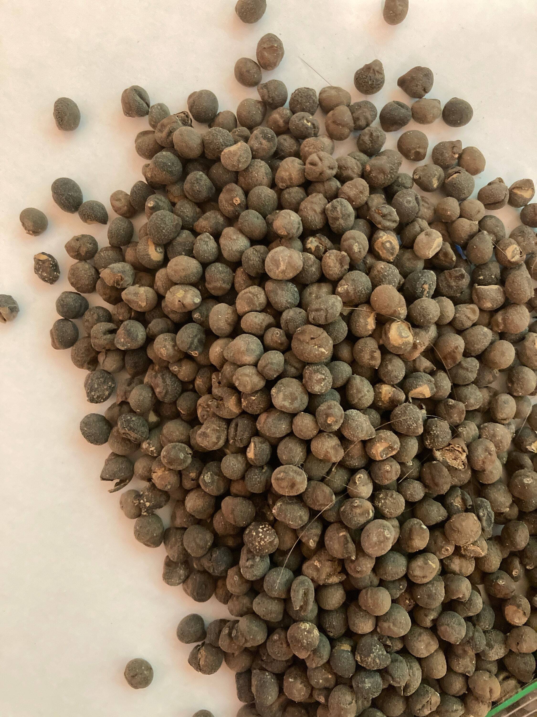 Kapok Tree Seeds (Silk-Cotton, Cotton Tree, Java Kapok) (Ceiba ...