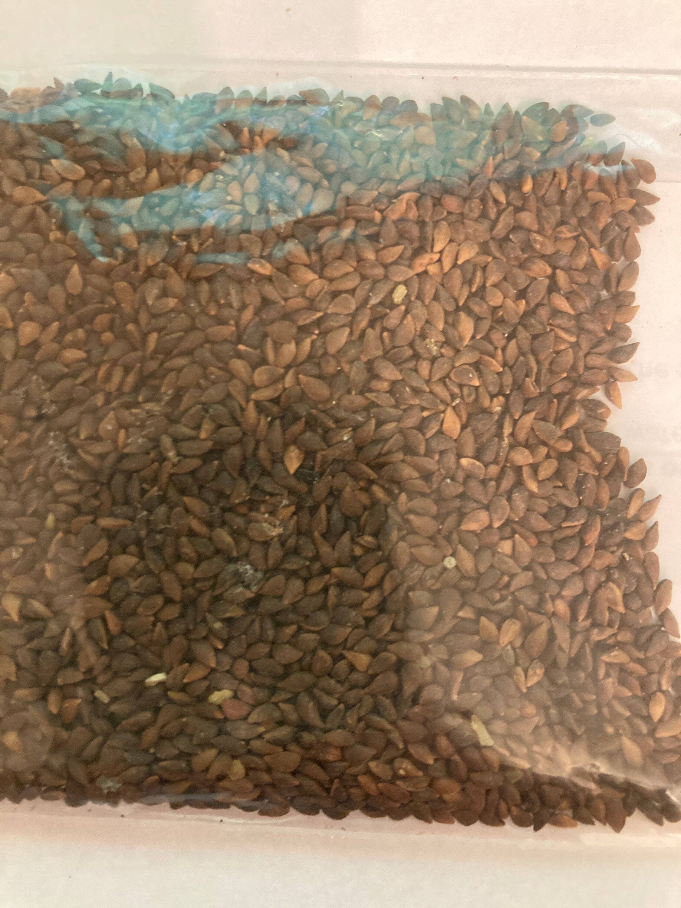 Lutz Spruce Tree Seeds ( Picea x litzii) | TreeSeedMan.Com TREE, SHRUB ...