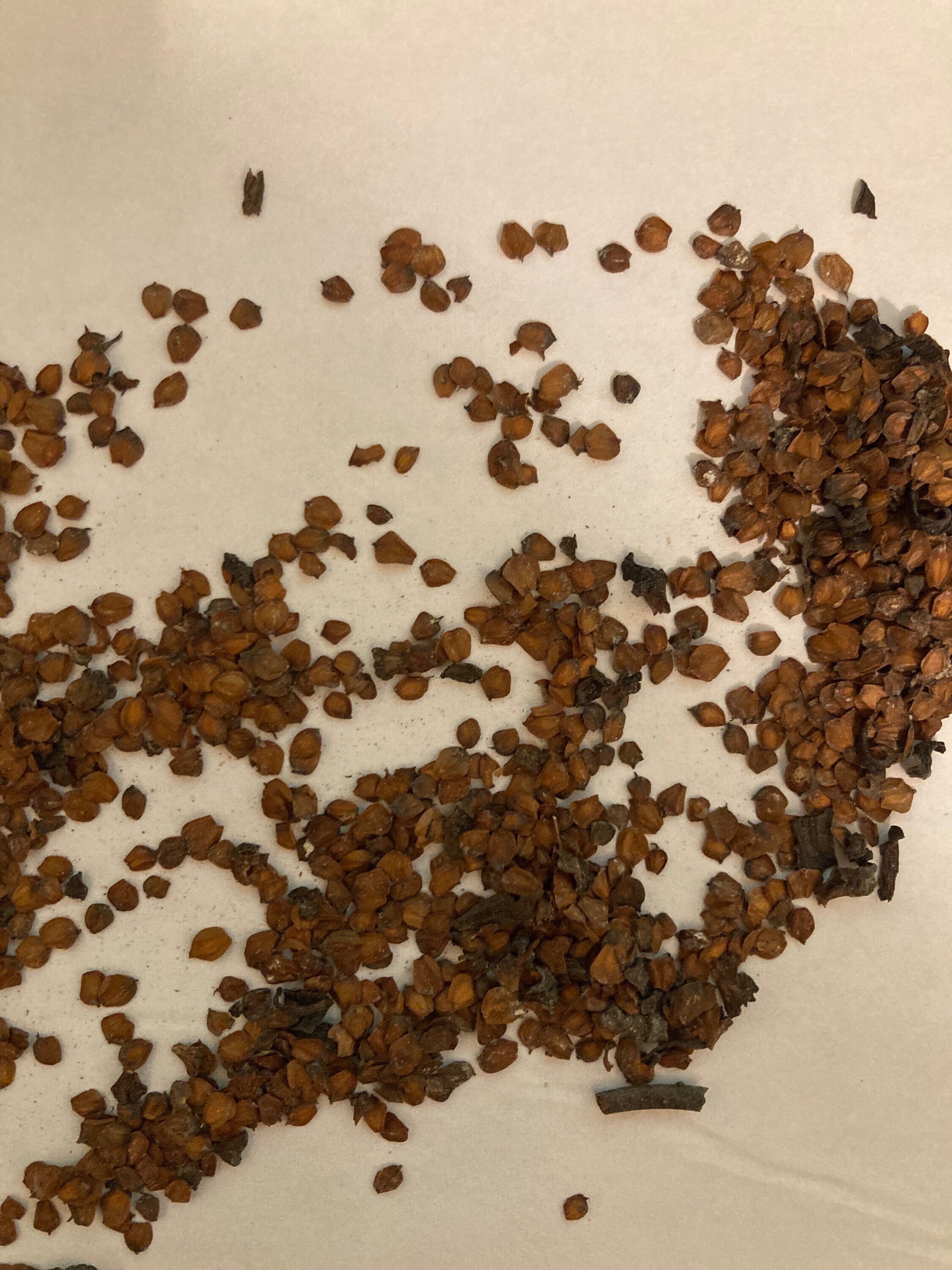 Hazel Alder tree seeds , Speckled Alder tree seeds, Smooth Alder tree ...