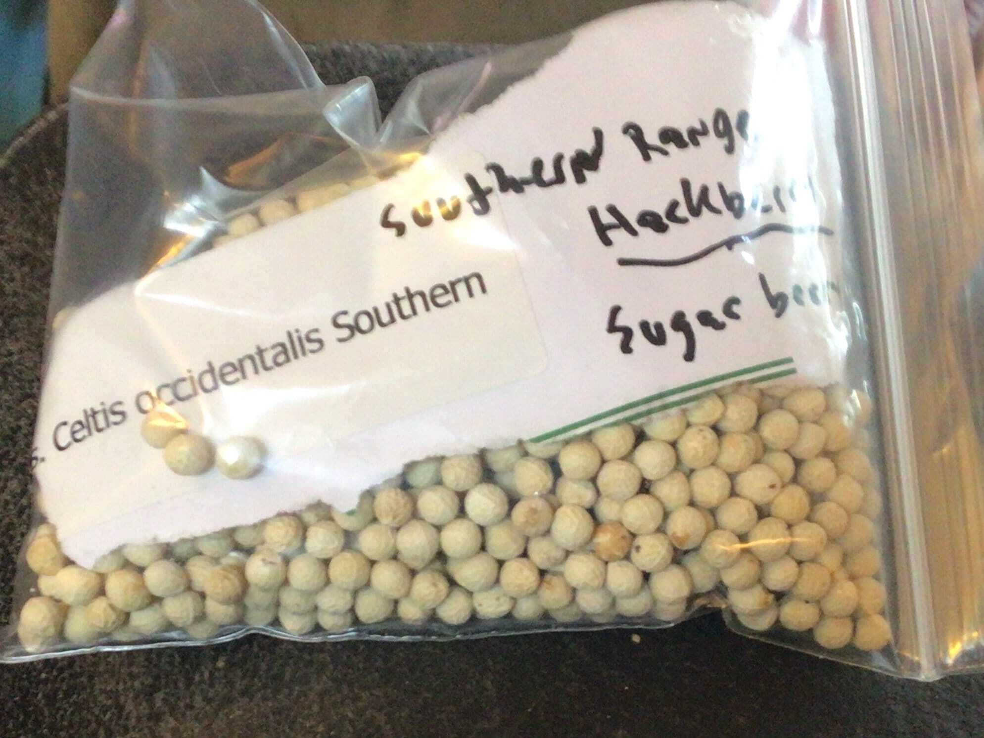 Southern Range Hackberry Tree Seeds (Celtis occidentalis Southern ...