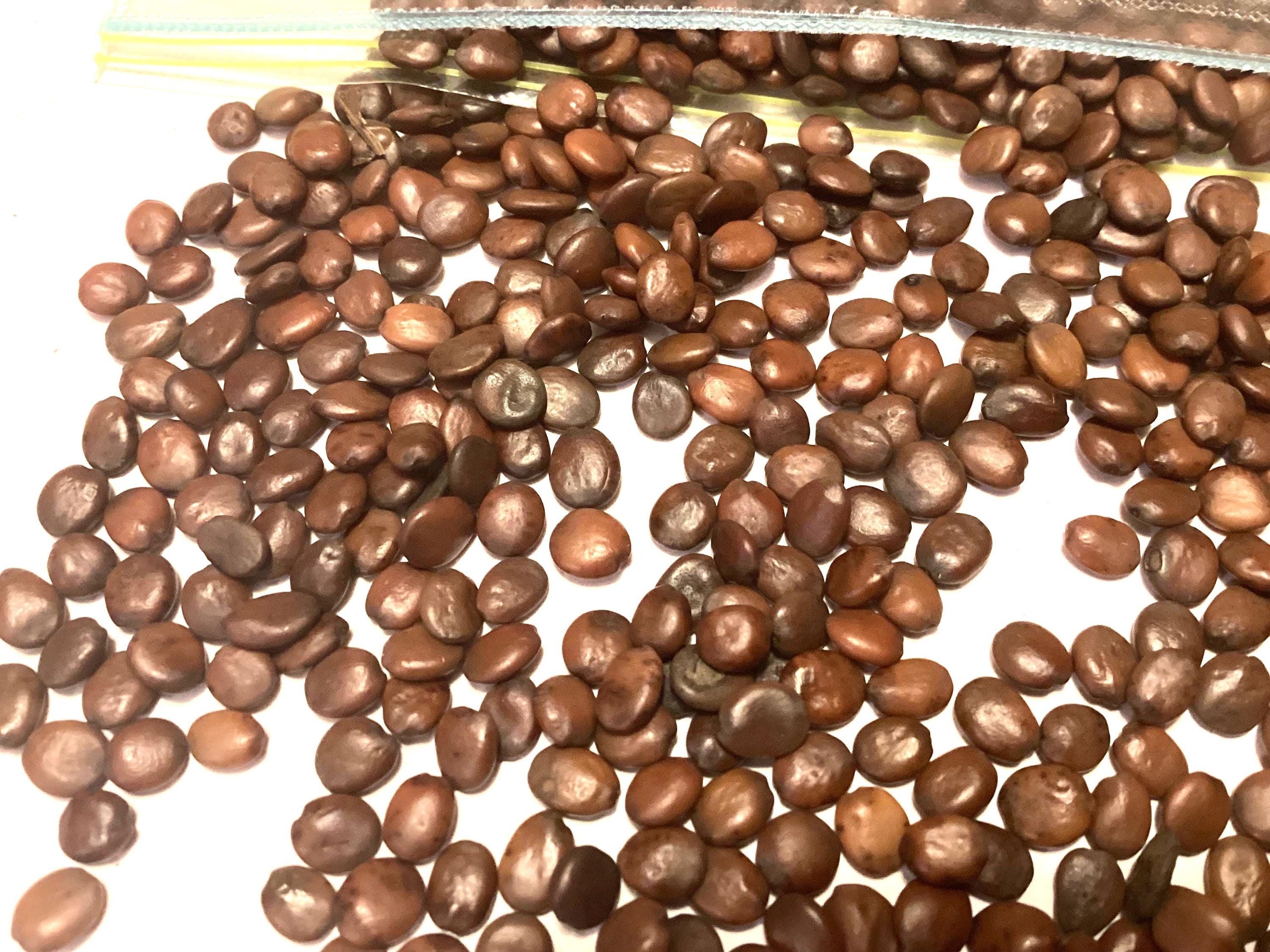 Northern Redbud Tree Seeds (CERCIS CANADENSIS Northern) | TreeSeedMan ...