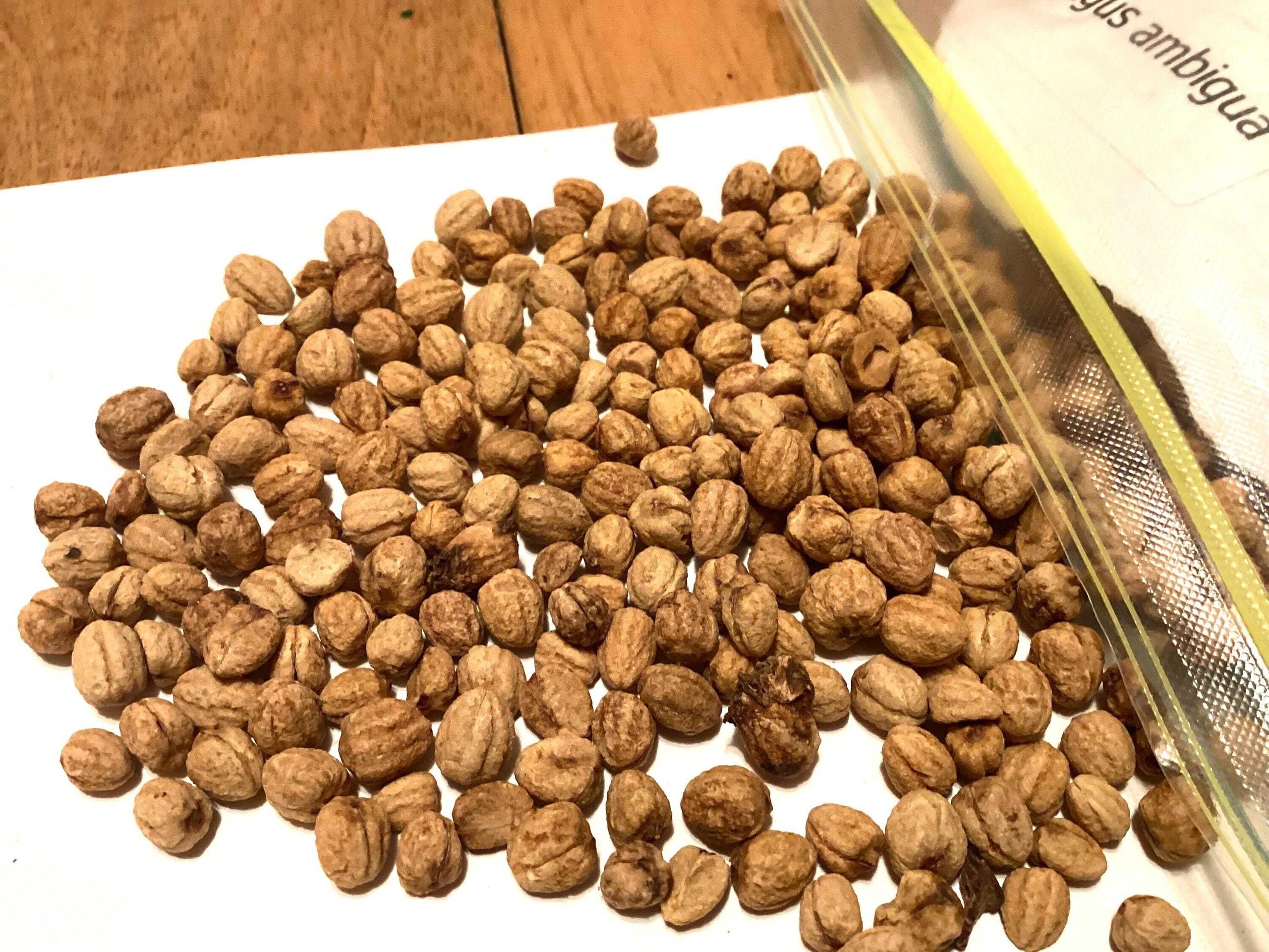 Russian Hawthorn Tree Seeds (CRATAEGUS AMBIGUA) | TreeSeedMan.Com TREE ...