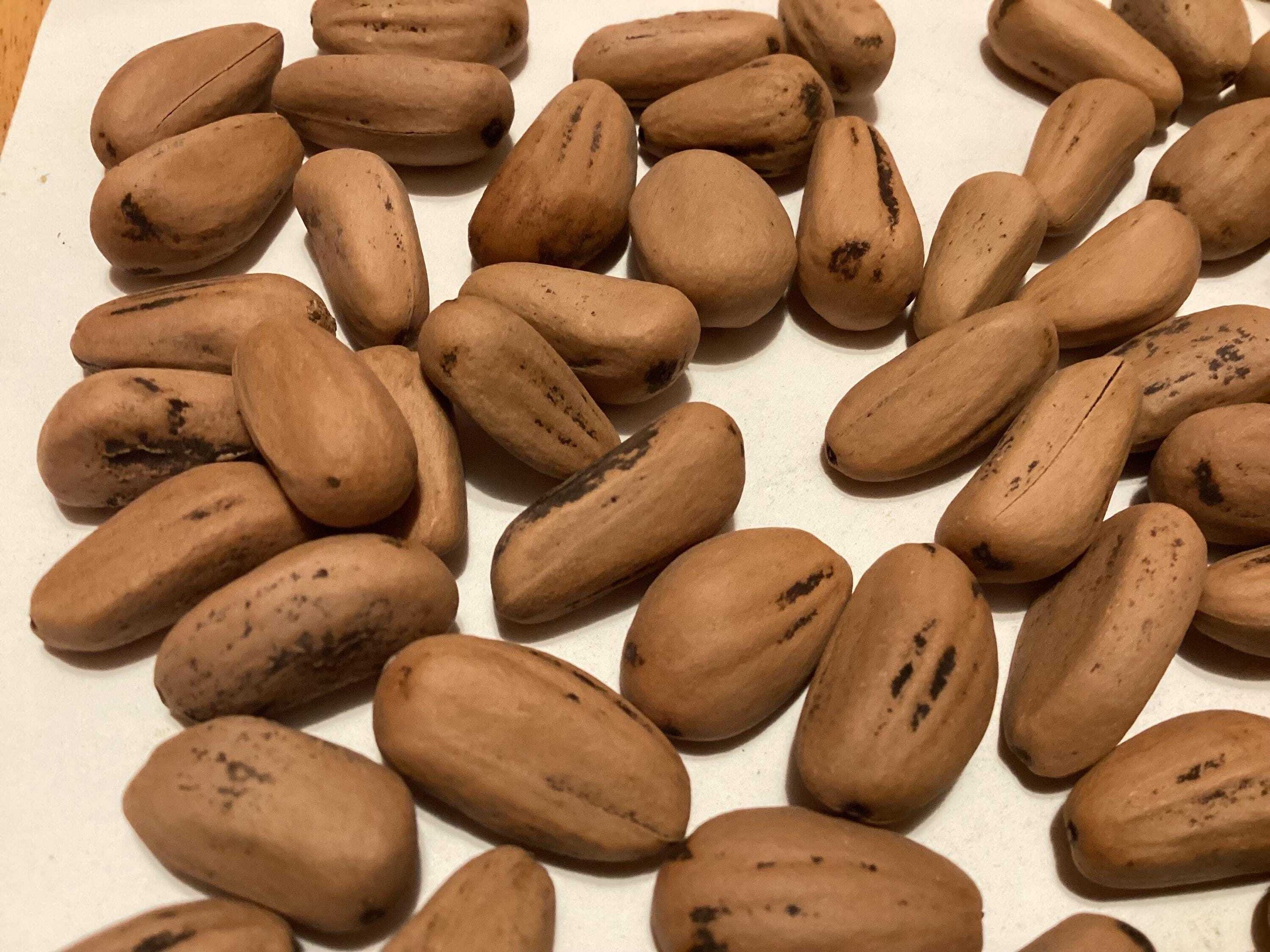 Italian Stone Pine Tree Seeds (PINUS PINEA) (Umbrella Pine ...