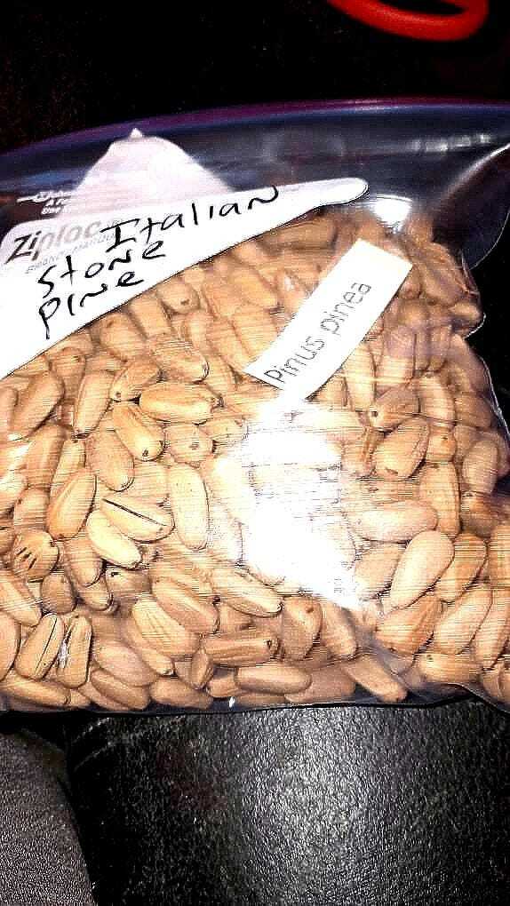 Italian Stone Pine Tree Seeds (PINUS PINEA) (Stone Pine) | TreeSeedMan ...