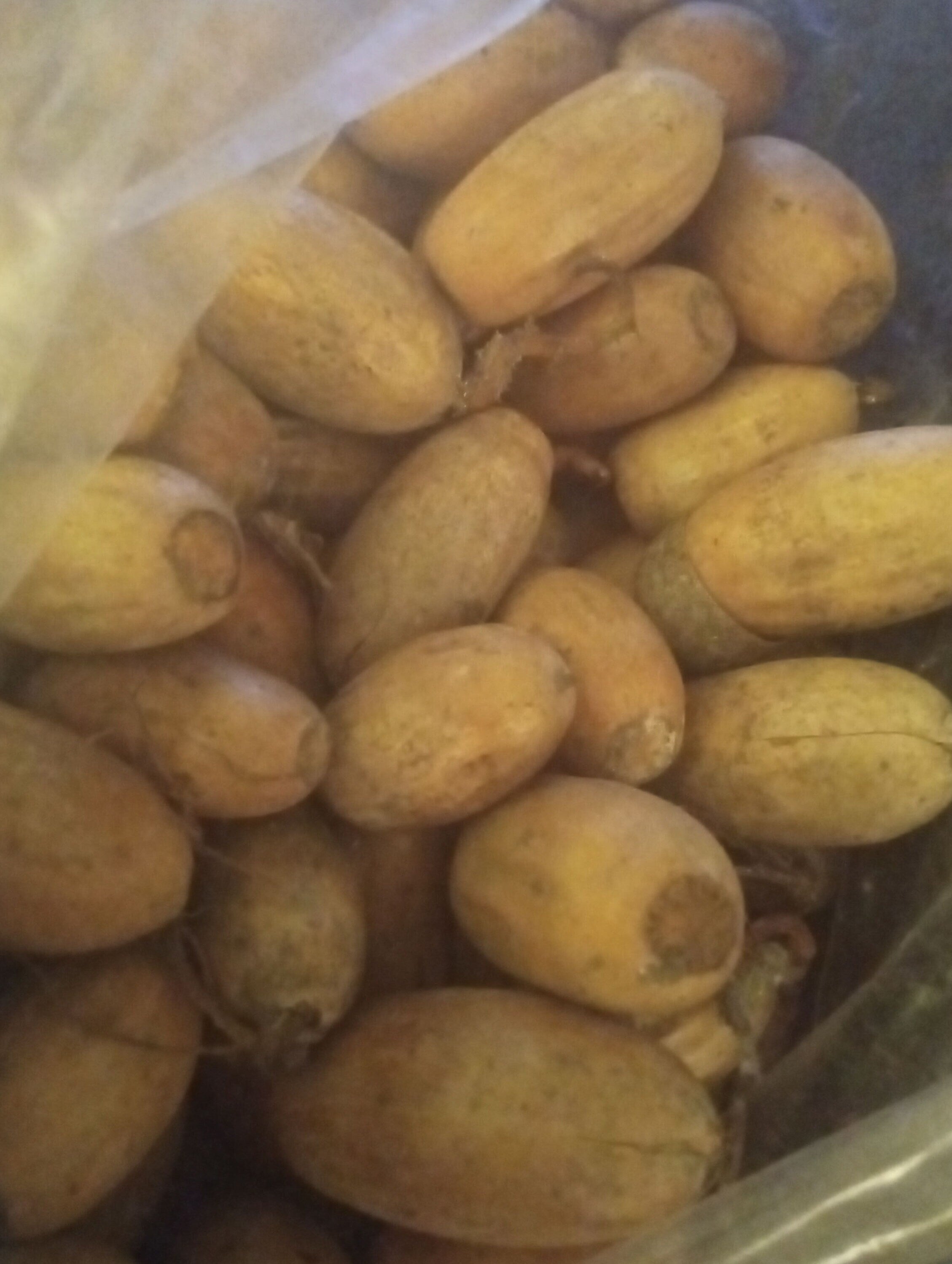 Upright English Oak Tree Seeds Quercus robur fastigiata) (Acorns ...