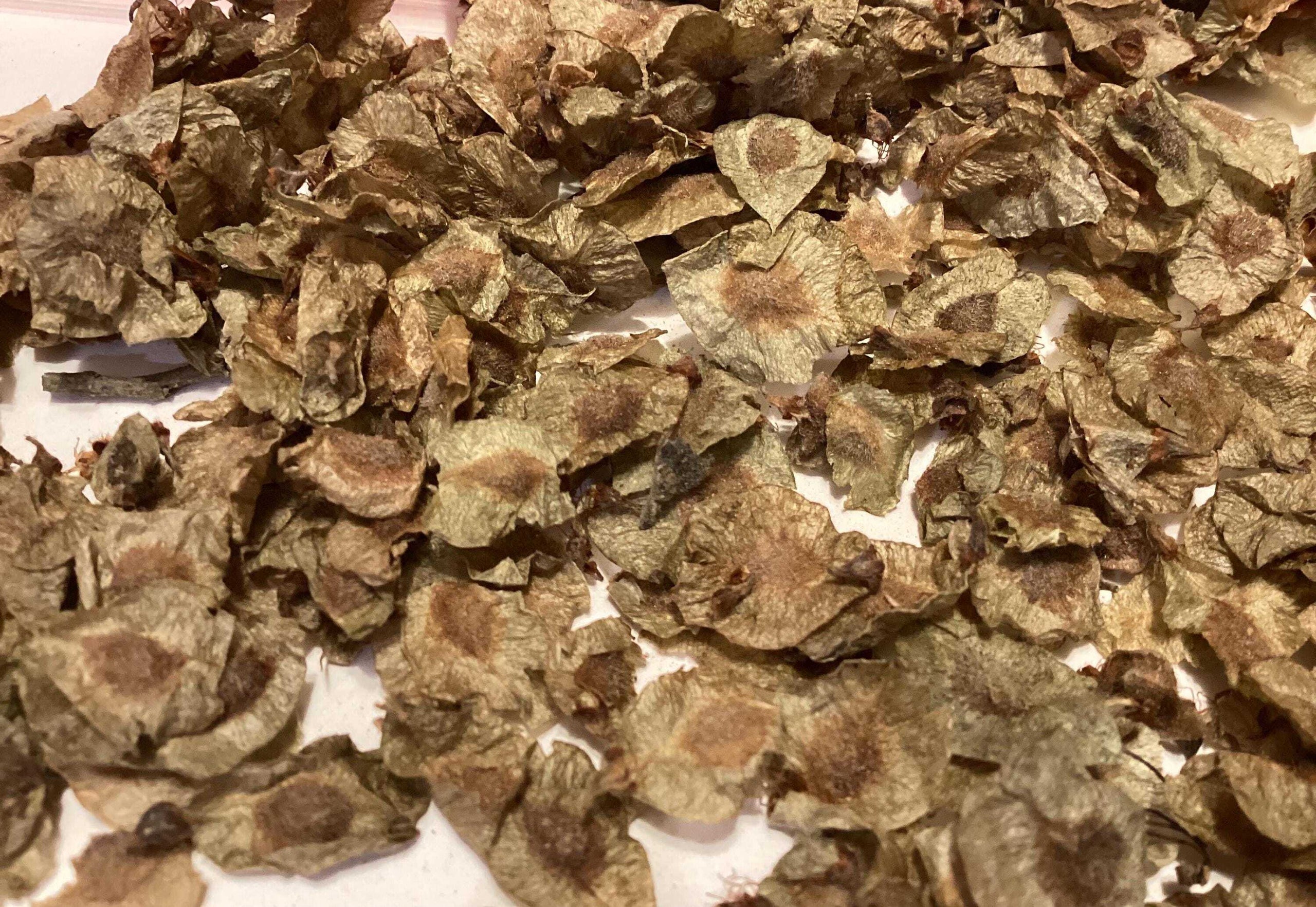 Red Elm Tree Seeds (ULMUS RUBRA) (Slippery Elm) | TreeSeedMan.Com TREE ...