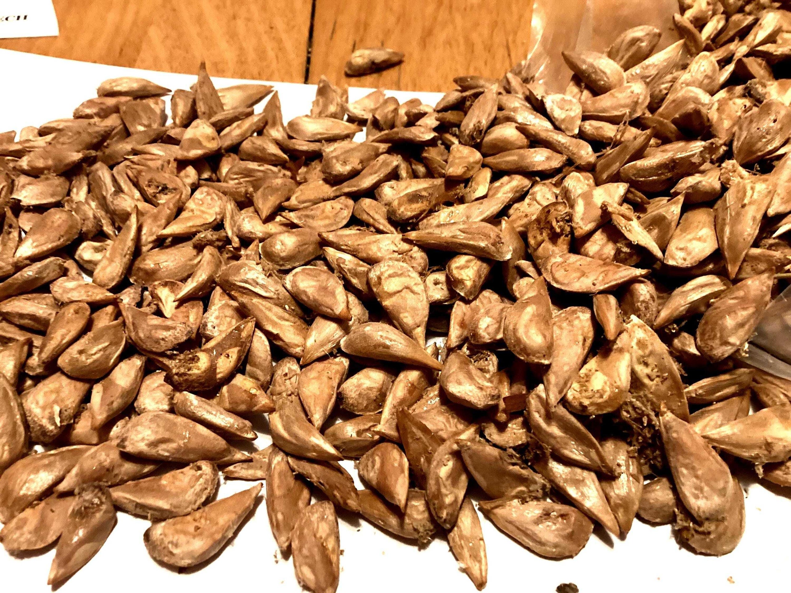 Deodar Cedar Tree Seeds (CEDRUS DEODARA) (Himalayan Cedar ...