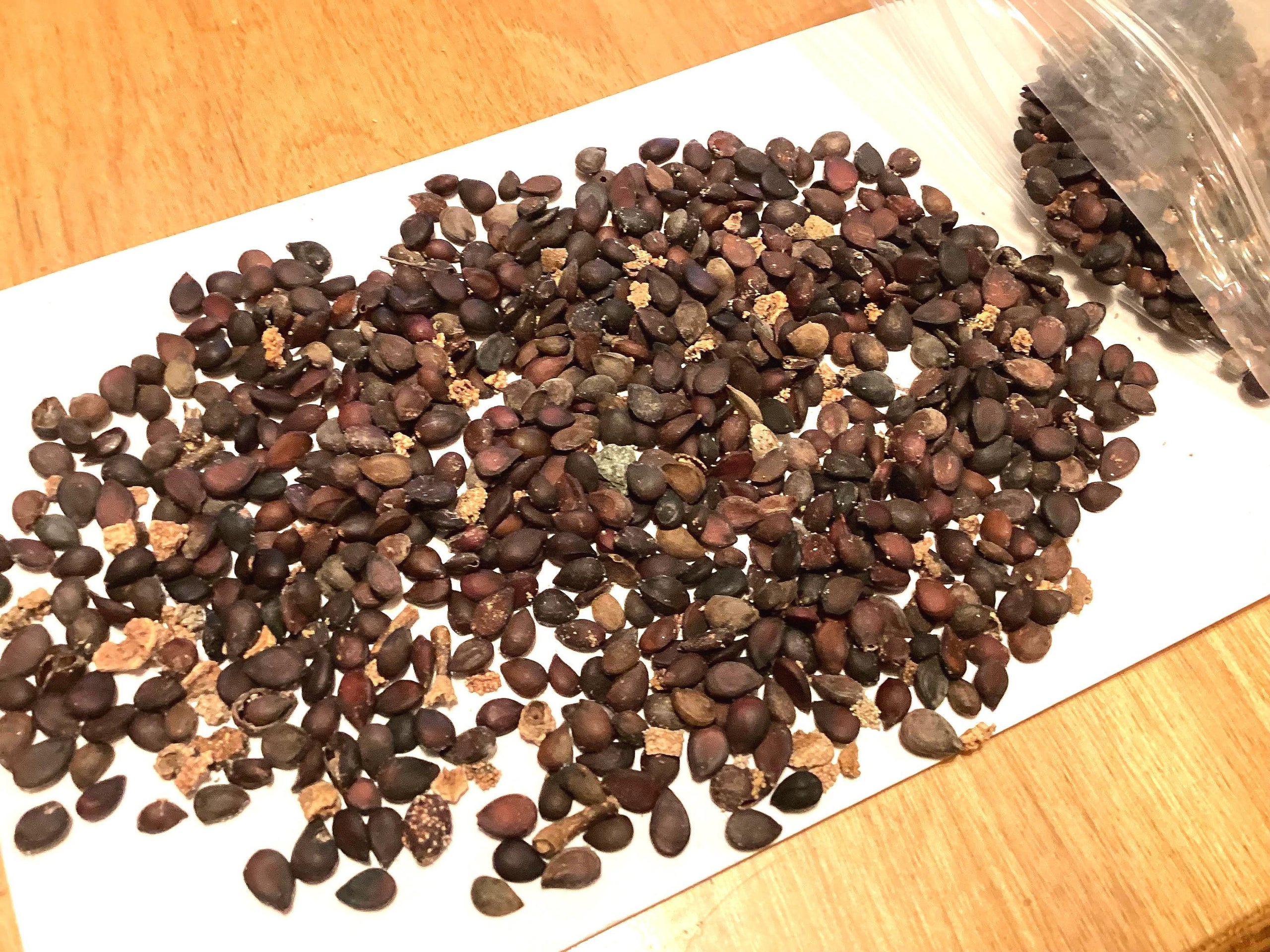 Asian Pear Tree Seeds (PYRUS PYRIFOLIA) (Chinese Sand Pear ...