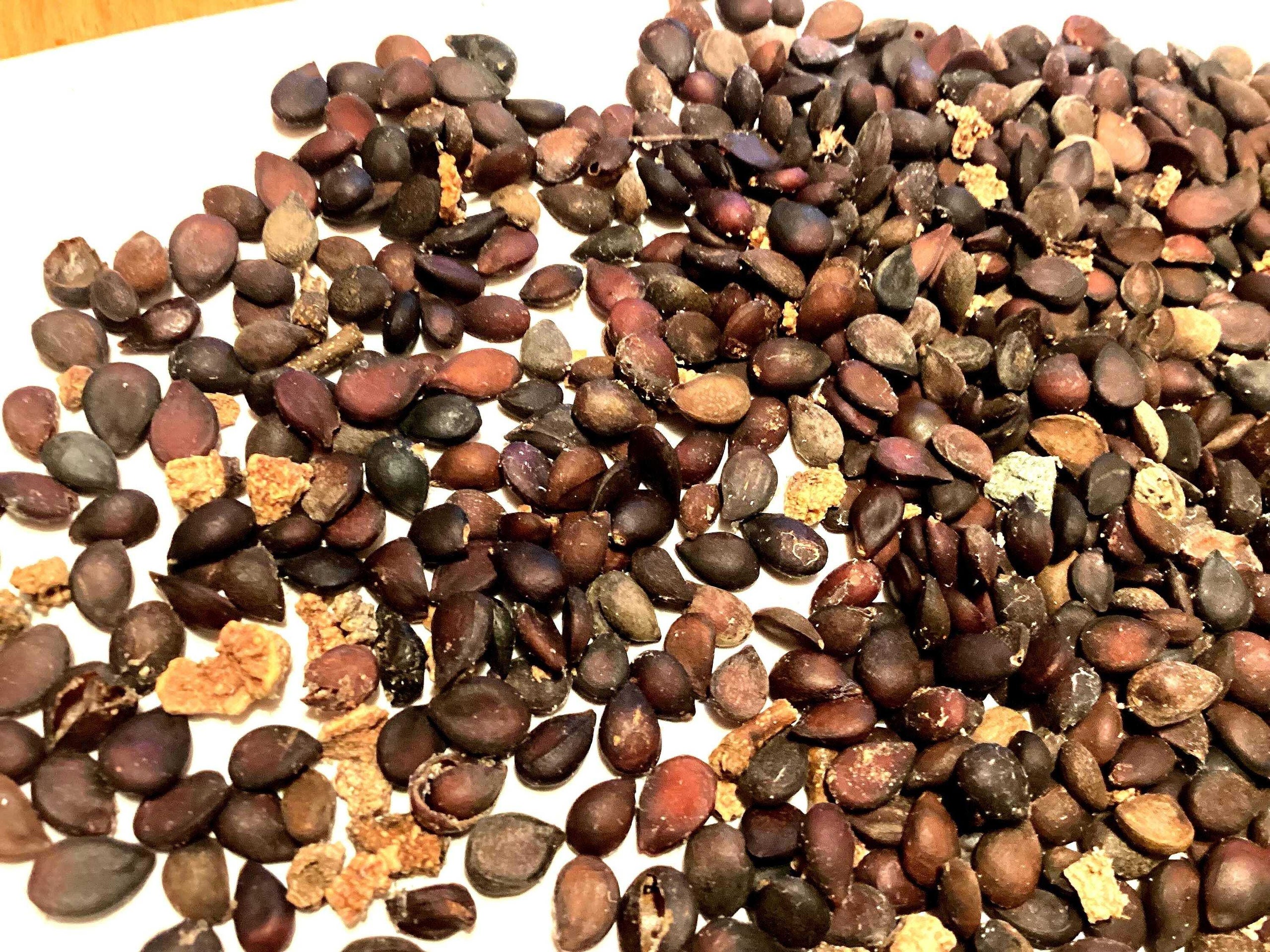 Chinese Sand Pear Tree Seeds (PYRUS PYRIFOLIA) (Chinese Pear)(Sand Pear ...