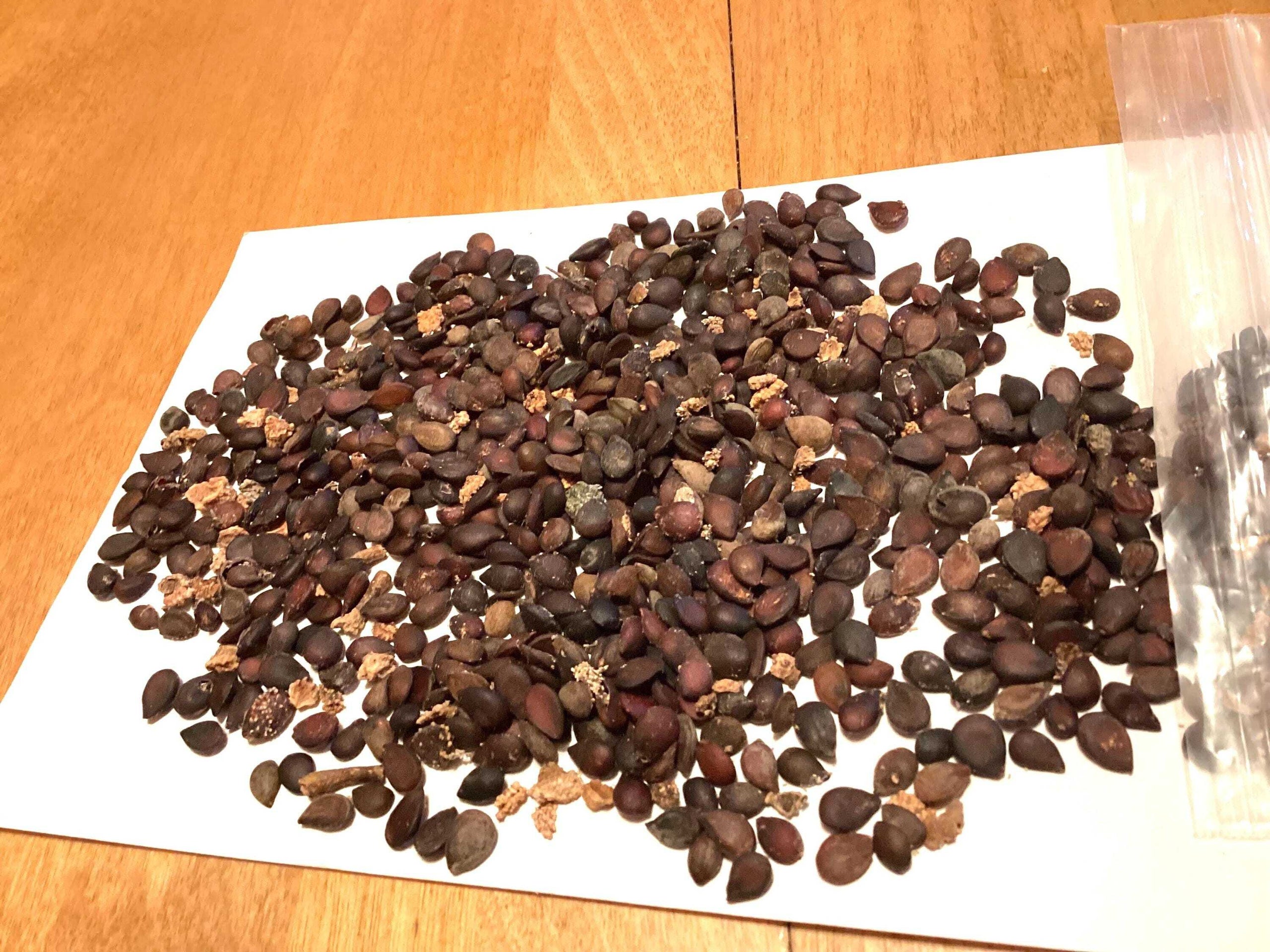 Japanese Pear Tree Seeds (Pyrus Pyrifolia) (Chinese Pear)(Sand Pear ...