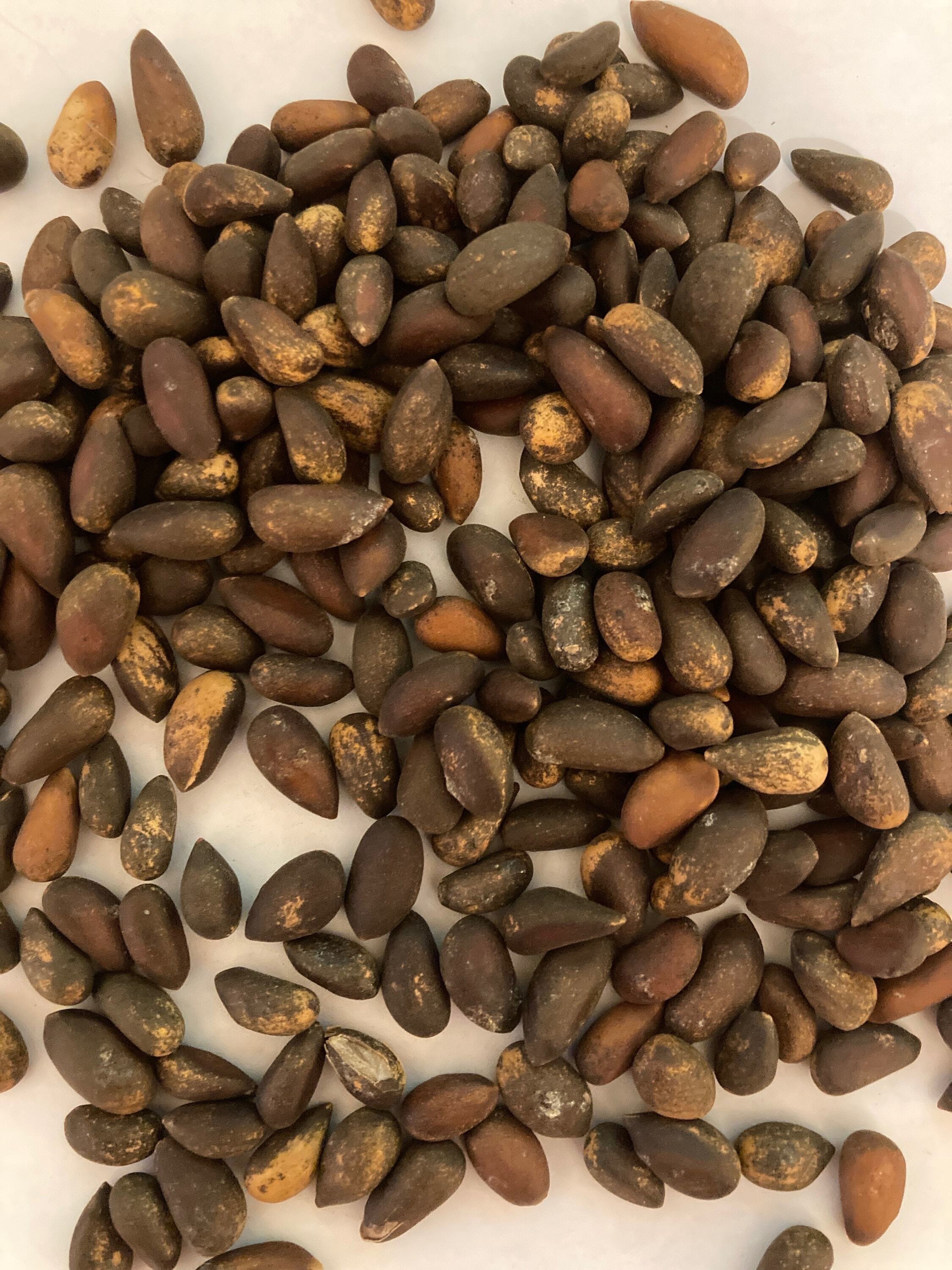 Two Needle Pinyon Pine Tree Seeds (Pinus edulis) (Colorado Pinyon Pine ...