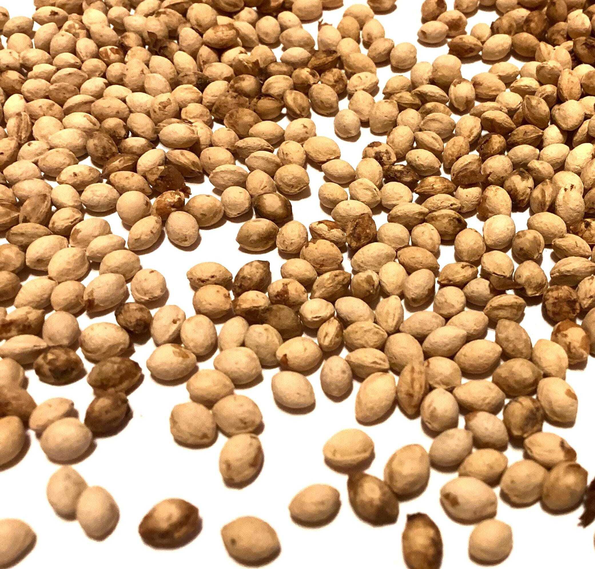 Pin Cherry Tree Seeds (PRUNUS PENSYLVANICA) (Fire Cherry) | TreeSeedMan.Com TREE, SHRUB & FLOWER ...