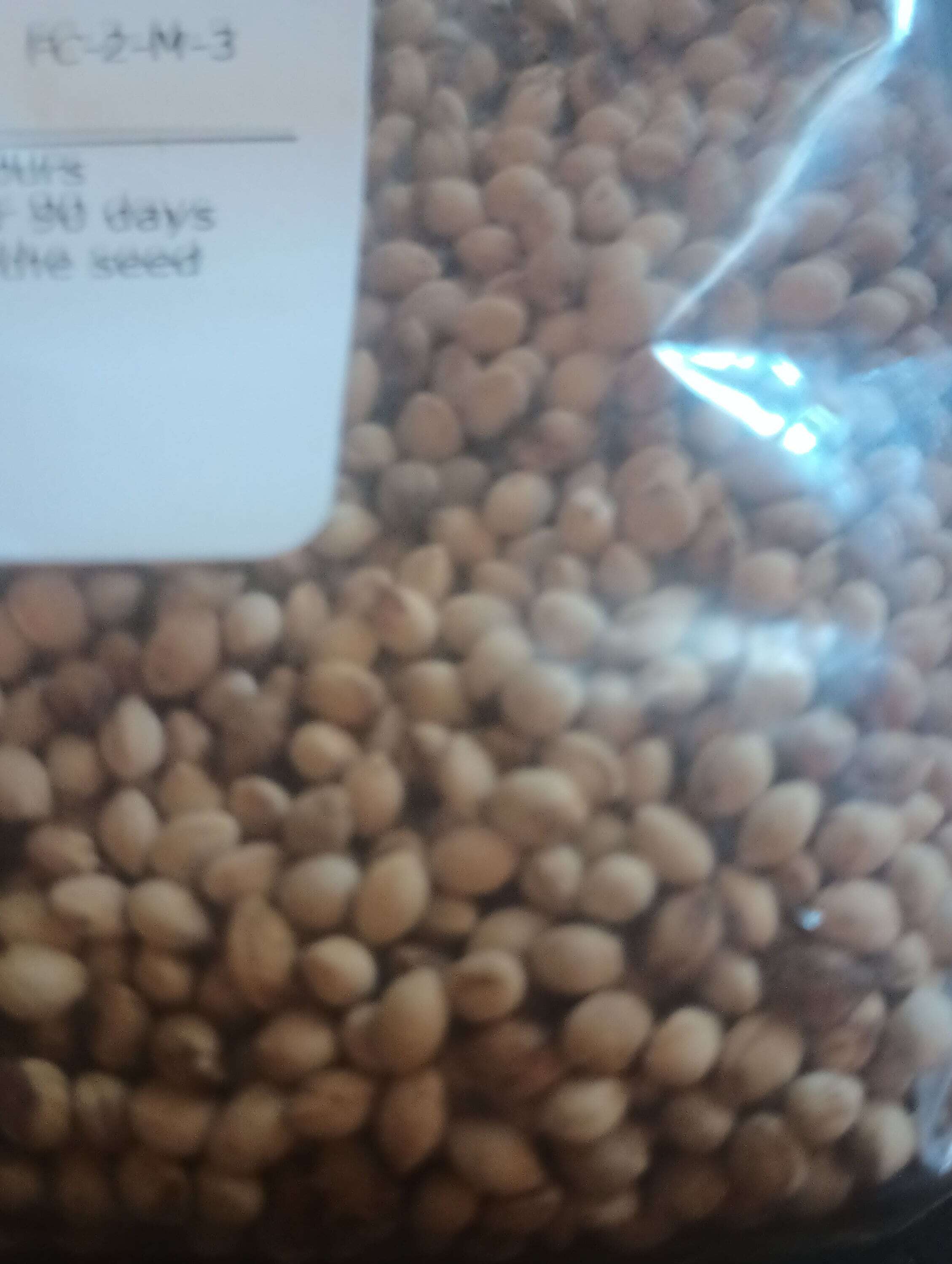 Pin Cherry Tree Seeds (Prunus Pensylvanica) (Fire Cherry) | TreeSeedMan.Com TREE, SHRUB & FLOWER ...