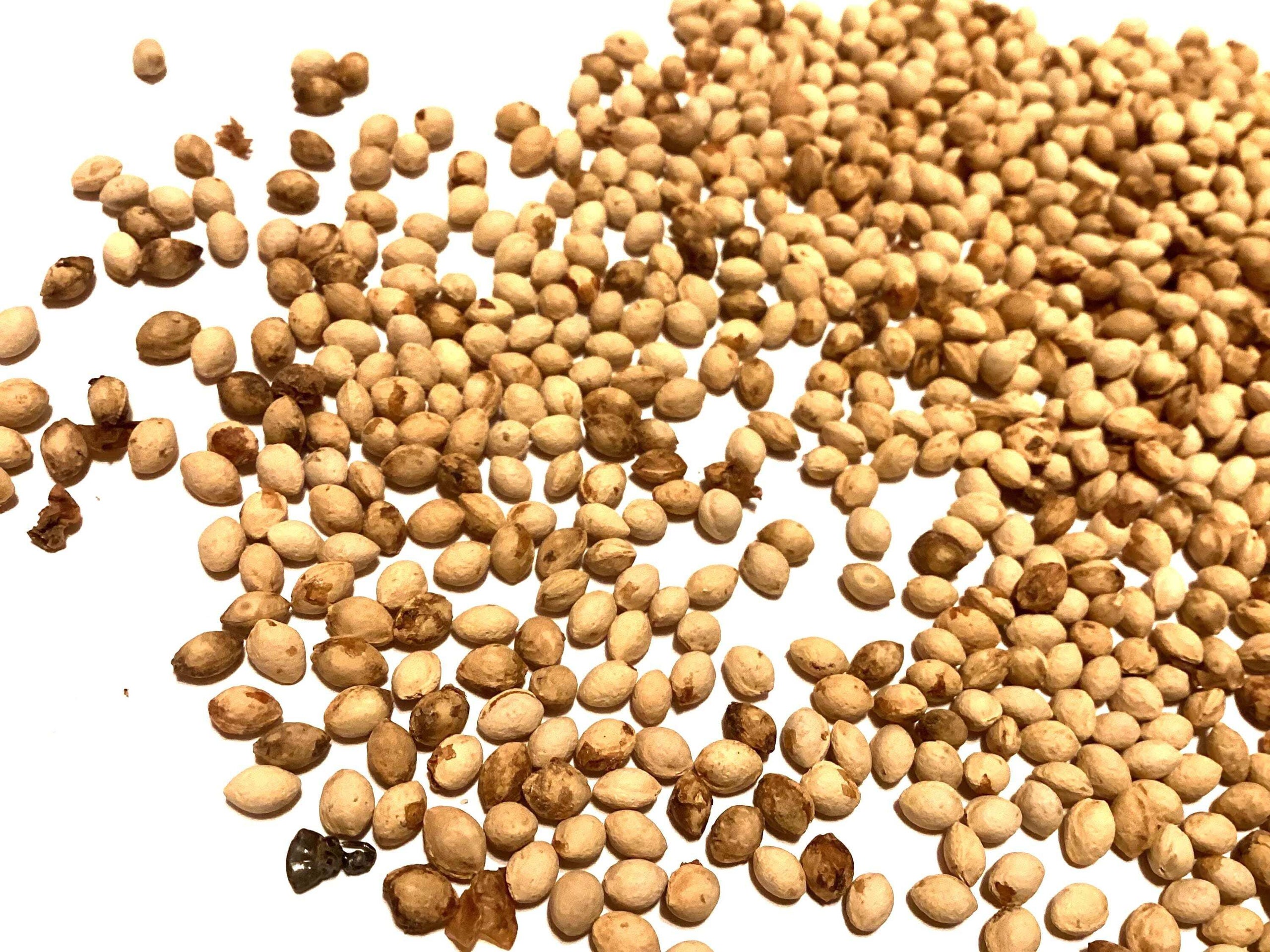 Fire Cherry Tree Seeds (PRUNUS PENSYLVANICA) (Pin Cherry) | TreeSeedMan.Com TREE, SHRUB & FLOWER ...