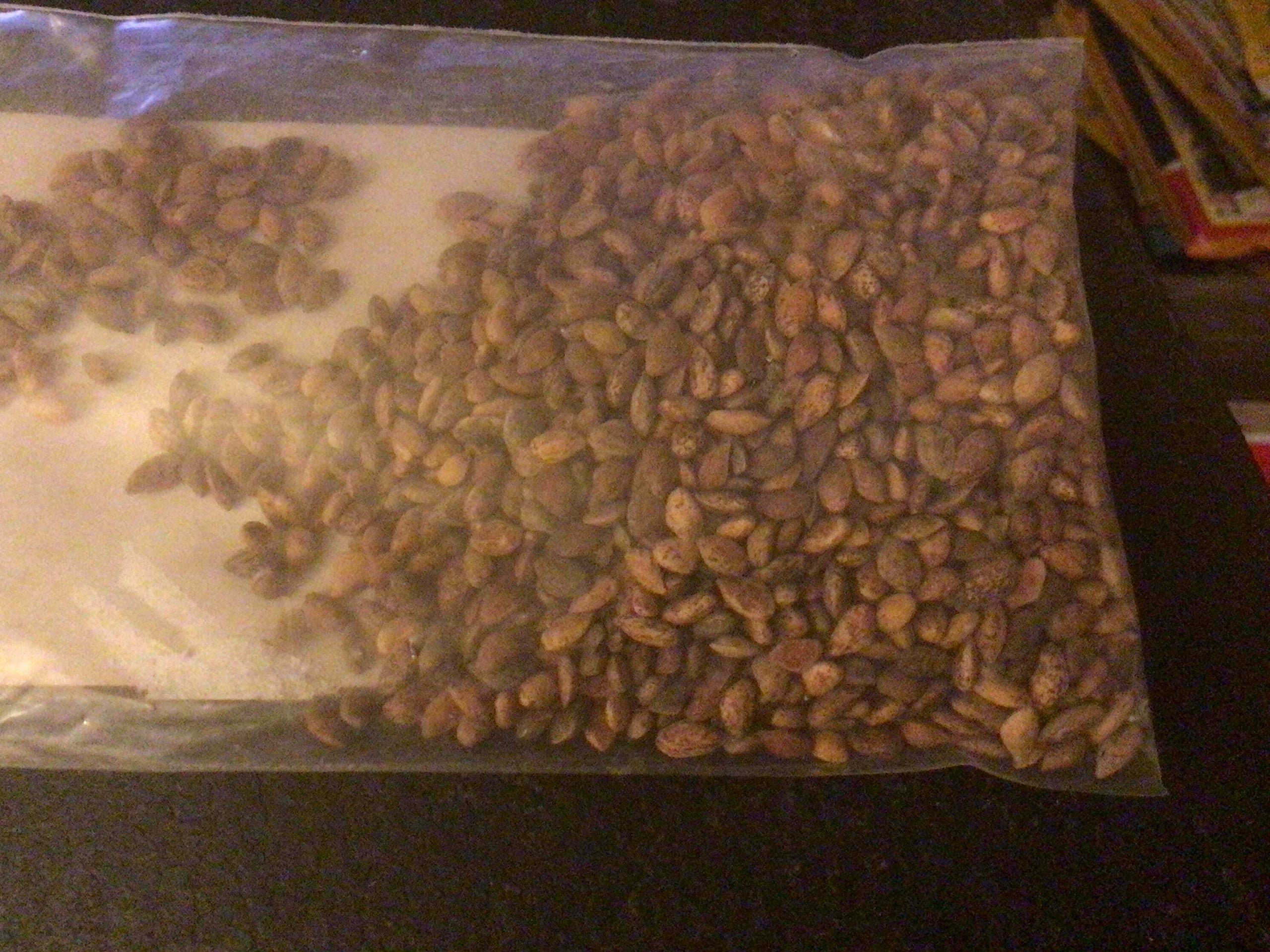 Thinleaf Pine Tree Seeds (PINUS MAXIMINOI) | TreeSeedMan.Com TREE ...