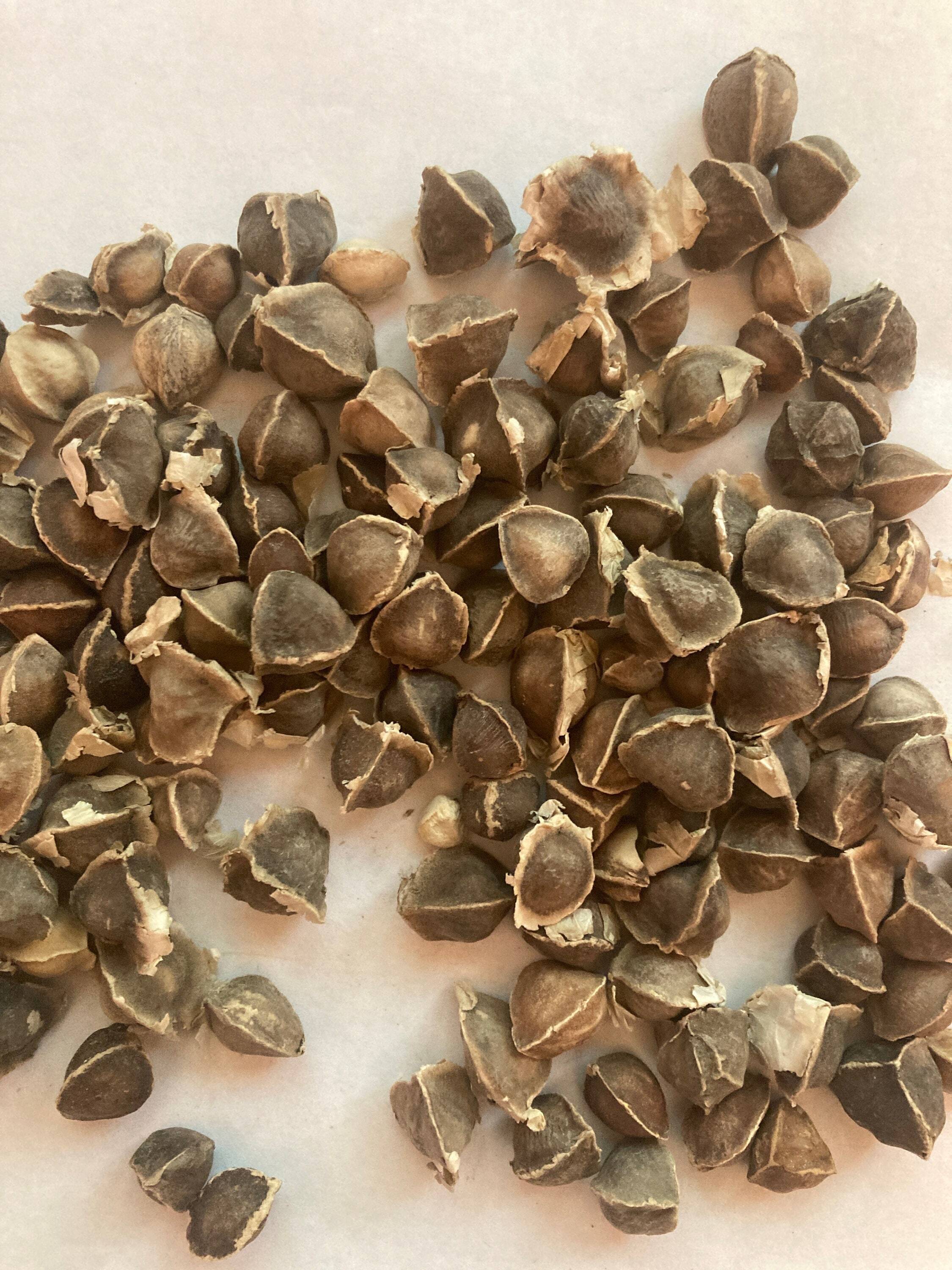 Moringa Tree Seeds (MORINGA OLEIFERA) Drumstick Tree | TreeSeedMan.Com ...