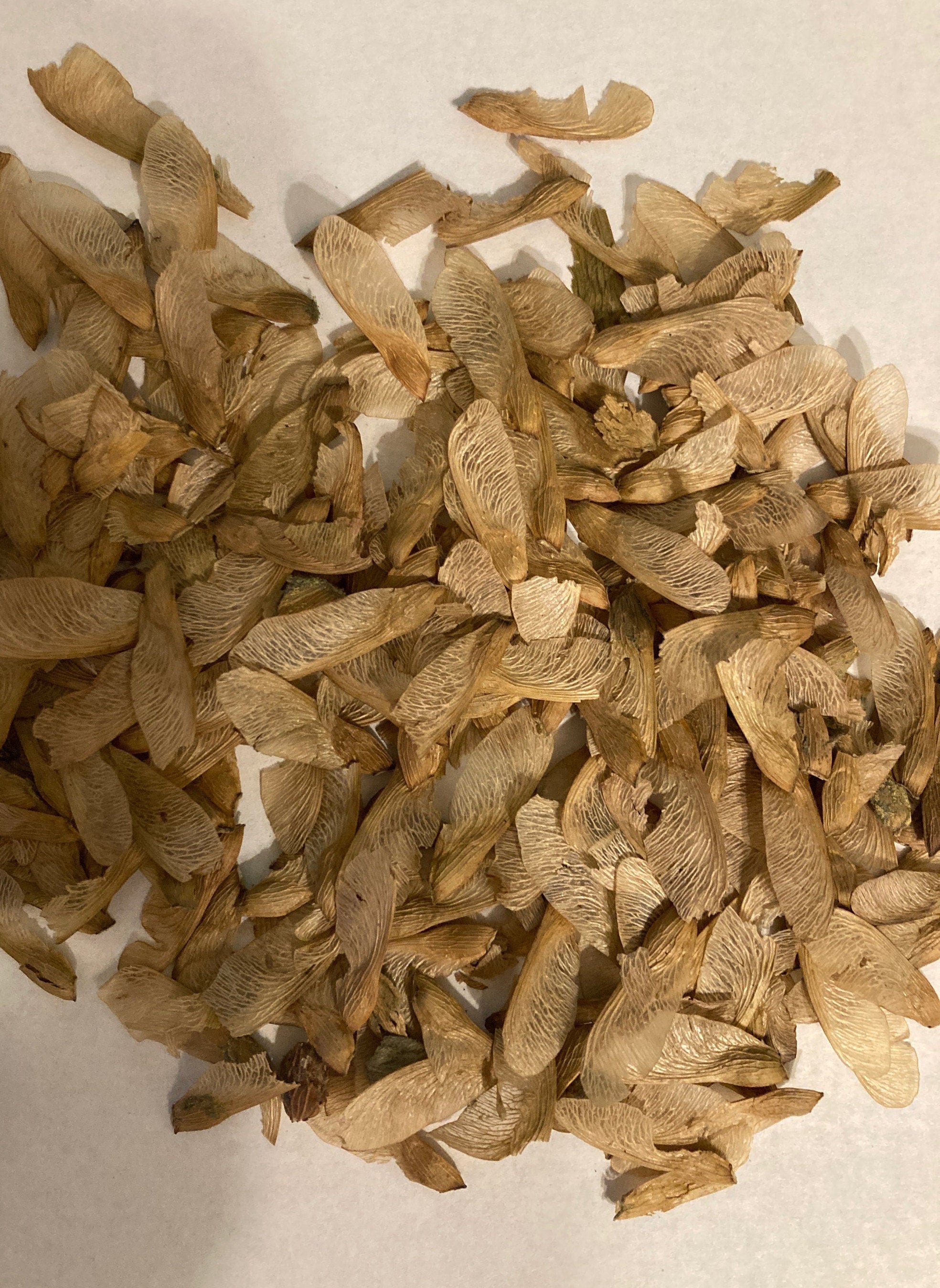 Select Red Maple Tree Seeds (ACER RUBRUM) ( Selected Varieties ...