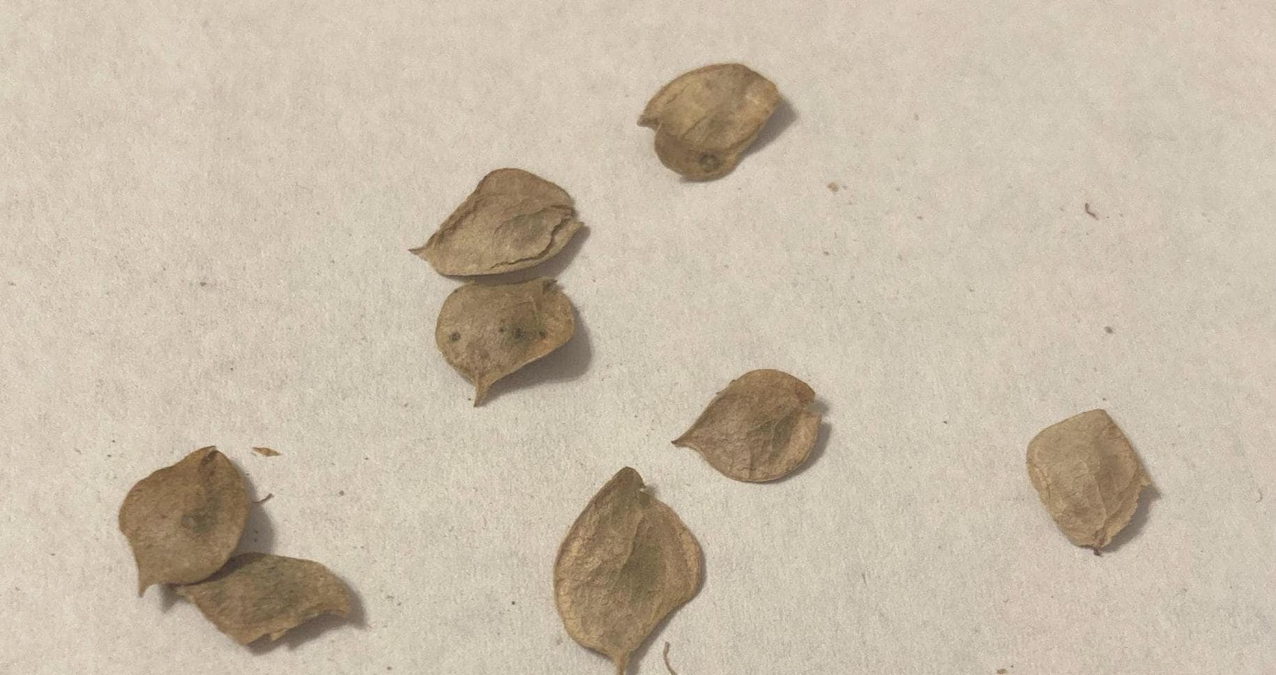 Cedar Elm Tree Seeds (ULMUS CRASSIFOLIA) | TreeSeedMan.Com TREE, SHRUB ...