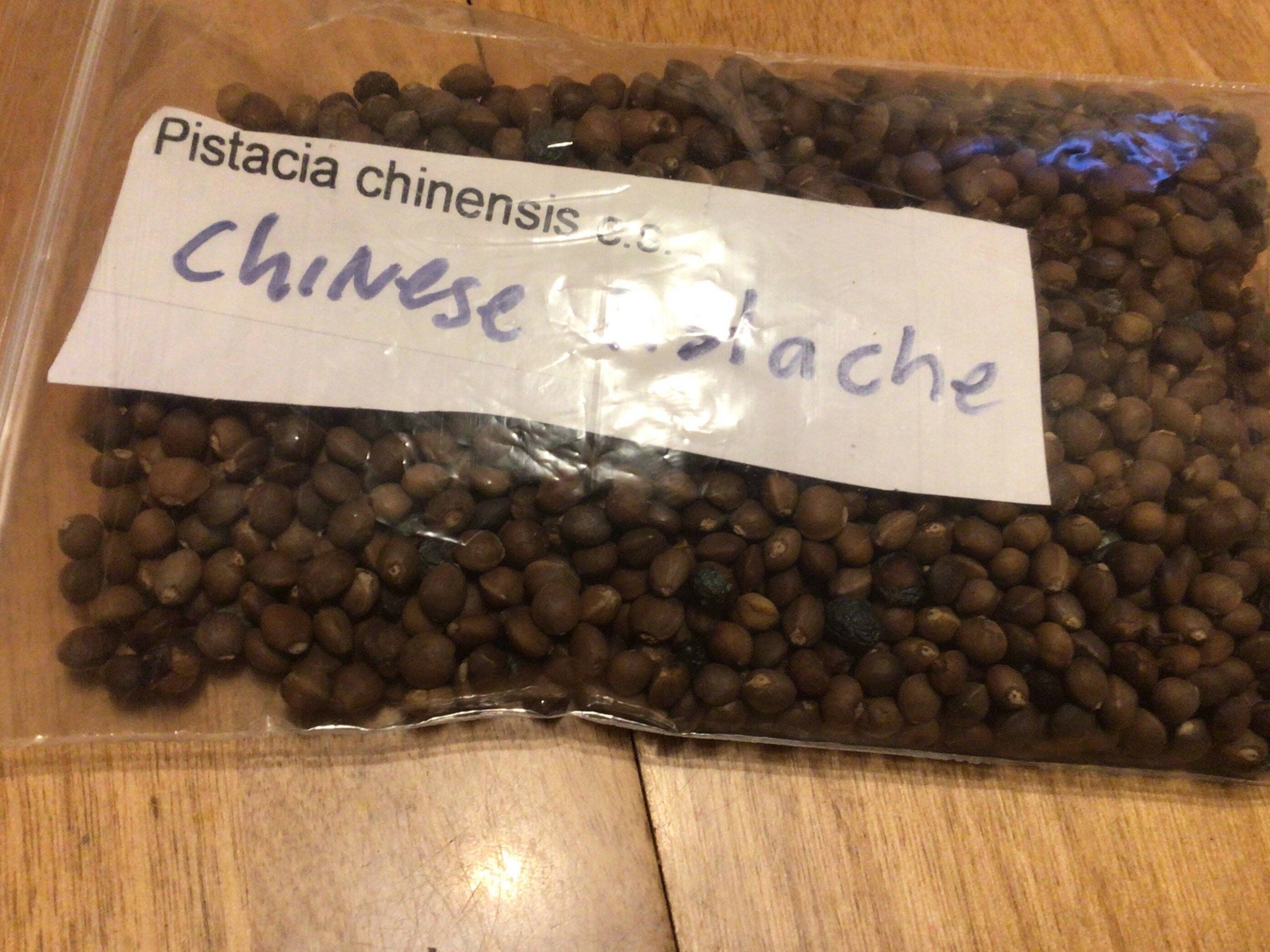 Chinese Pistach Tree Seeds (PISTACIA CHINENSIS c.s.) | TreeSeedMan.Com ...