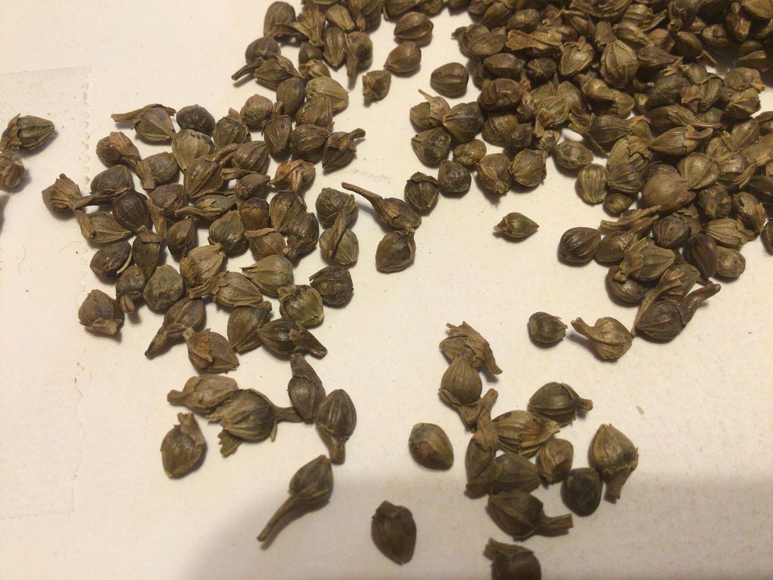 Musclewood Tree Seeds (CARPINUS CAROLINIANA) (American Hornbeam ...