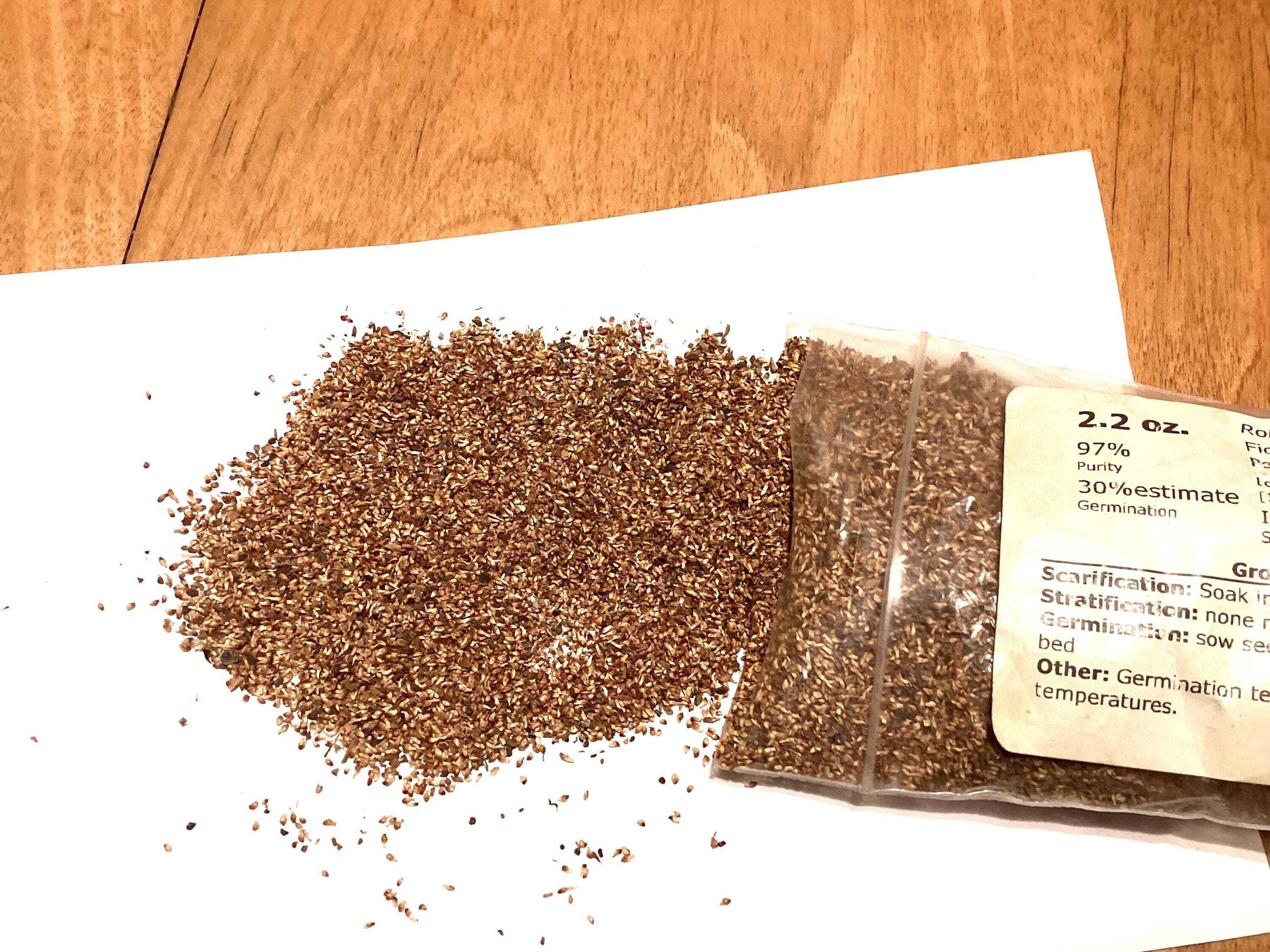 Peepul Tree Seeds (FICUS RELIGIOSA) (Bo Tree) (Bodhi Tree ...