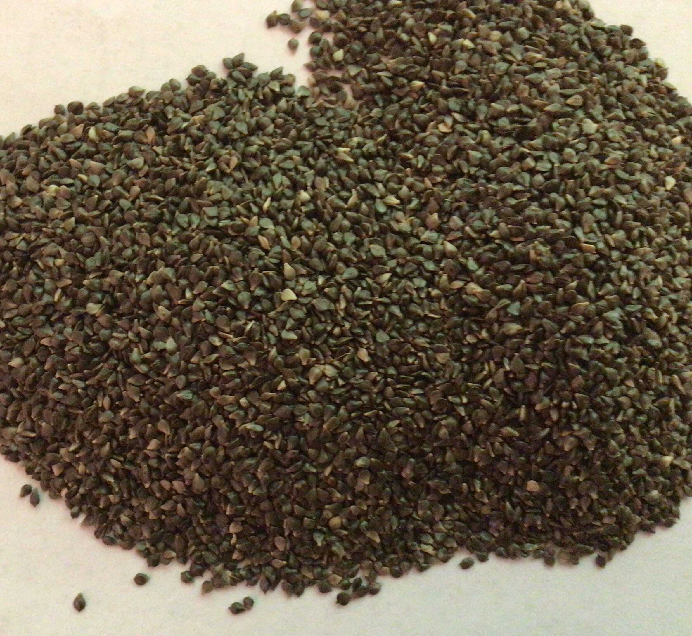 Onley’s 3-Square seeds (SCHOENOPLECTUS AMERICANUS) (Chairmaker's ...