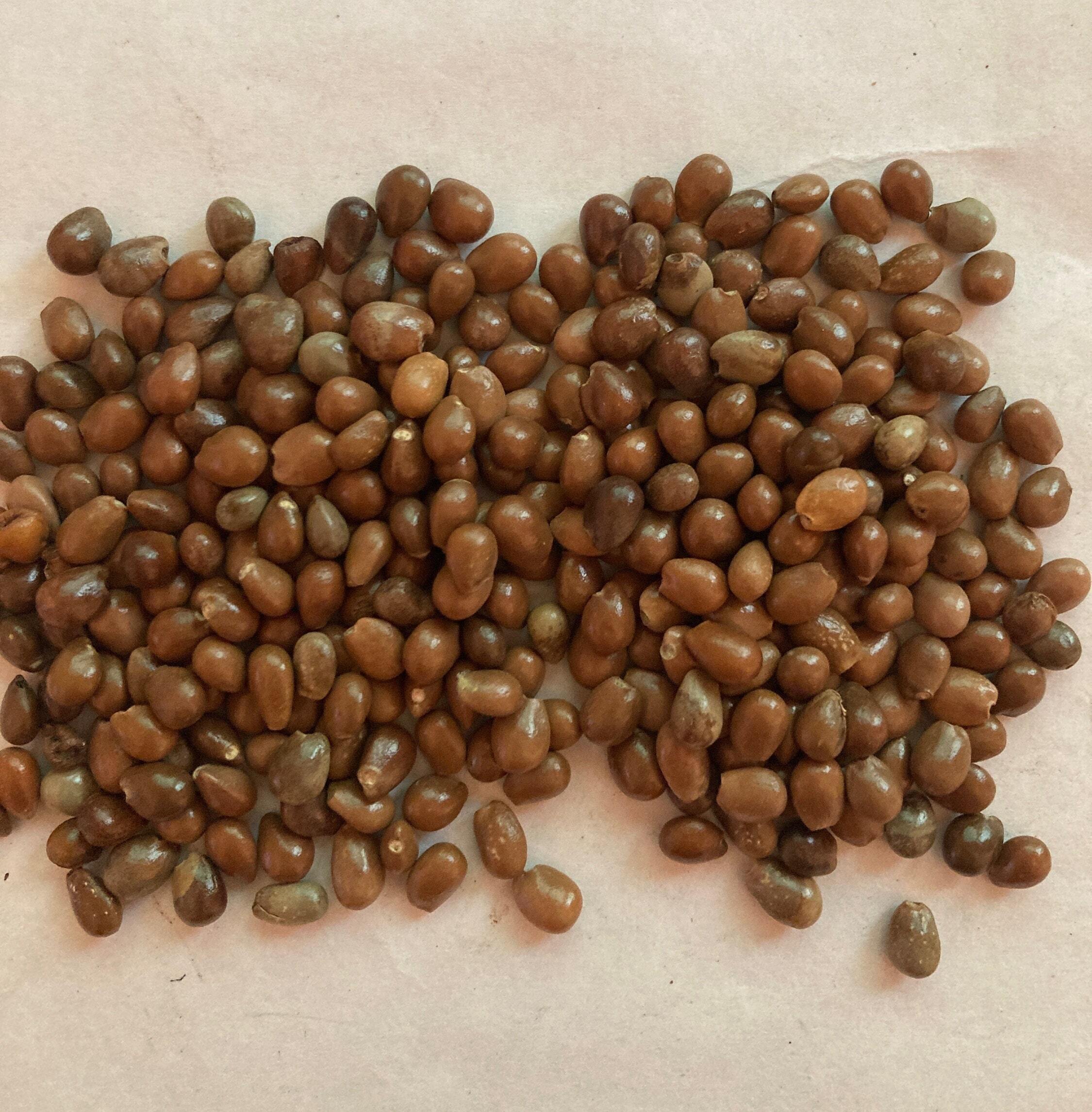 American Bladdernut Tree Seeds (STAPHYLEA TRIFOLIA) (Bladdernut ...