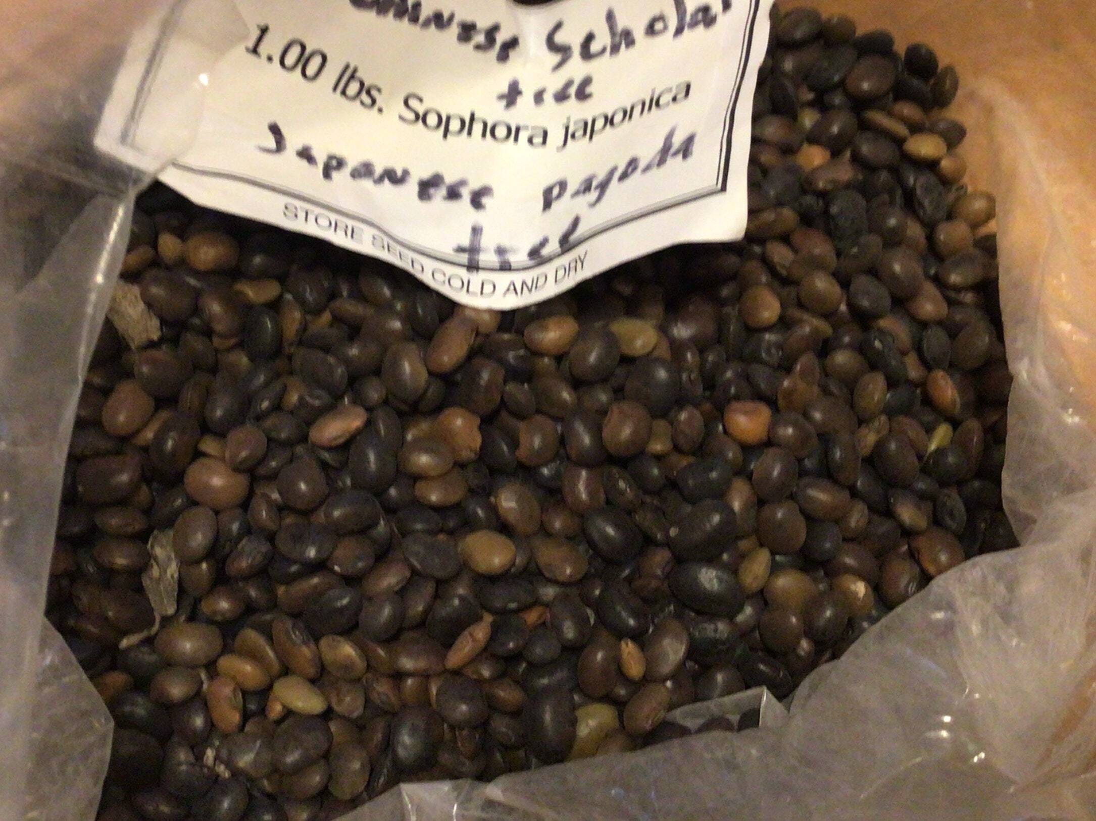 Japanese Pagoda Tree Seeds (SOPHORA JAPONICA) (Chinese Scholar Tree ...