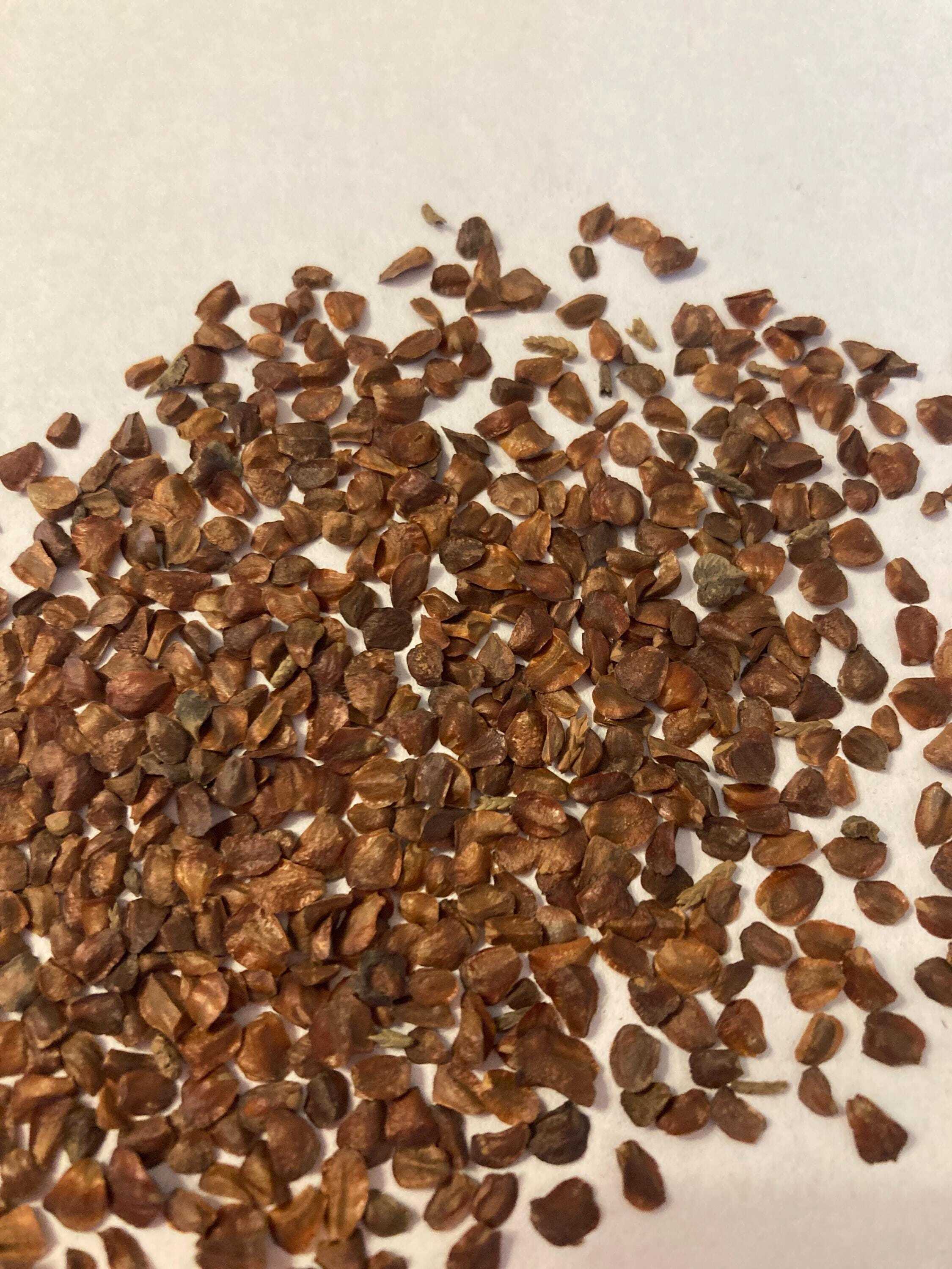 Funeral Cypress Tree Seeds (CUPRESSUS FUNEBRIS) (Mourning Cypress ...