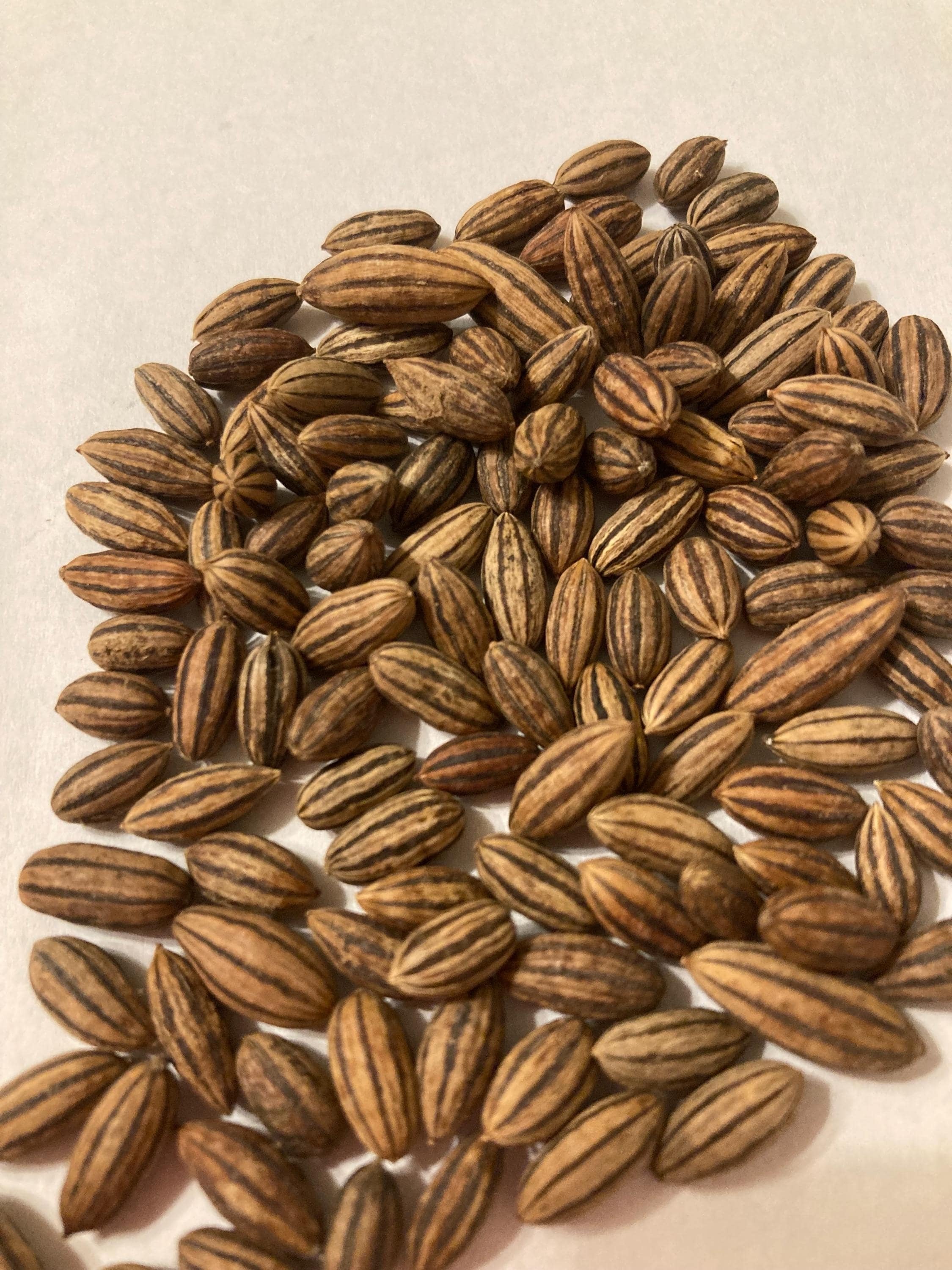 American Silverberry Seeds (ELAEAGNUS COMMUTATA) (Wolf Willow ...