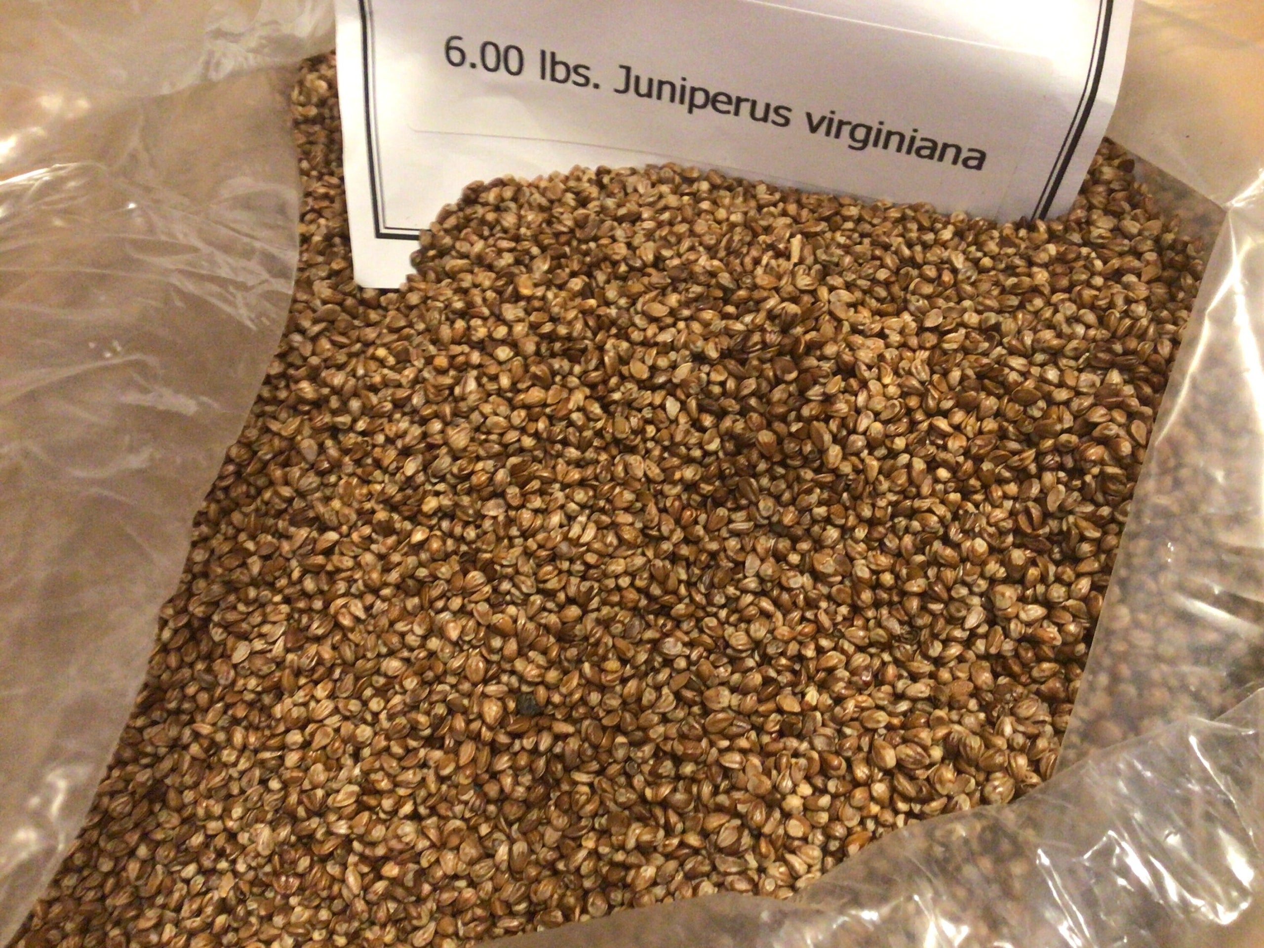 Eastern Red Cedar Tree Seeds (JUNIPERUS VIRGINIANA) (2024 New Supply ...