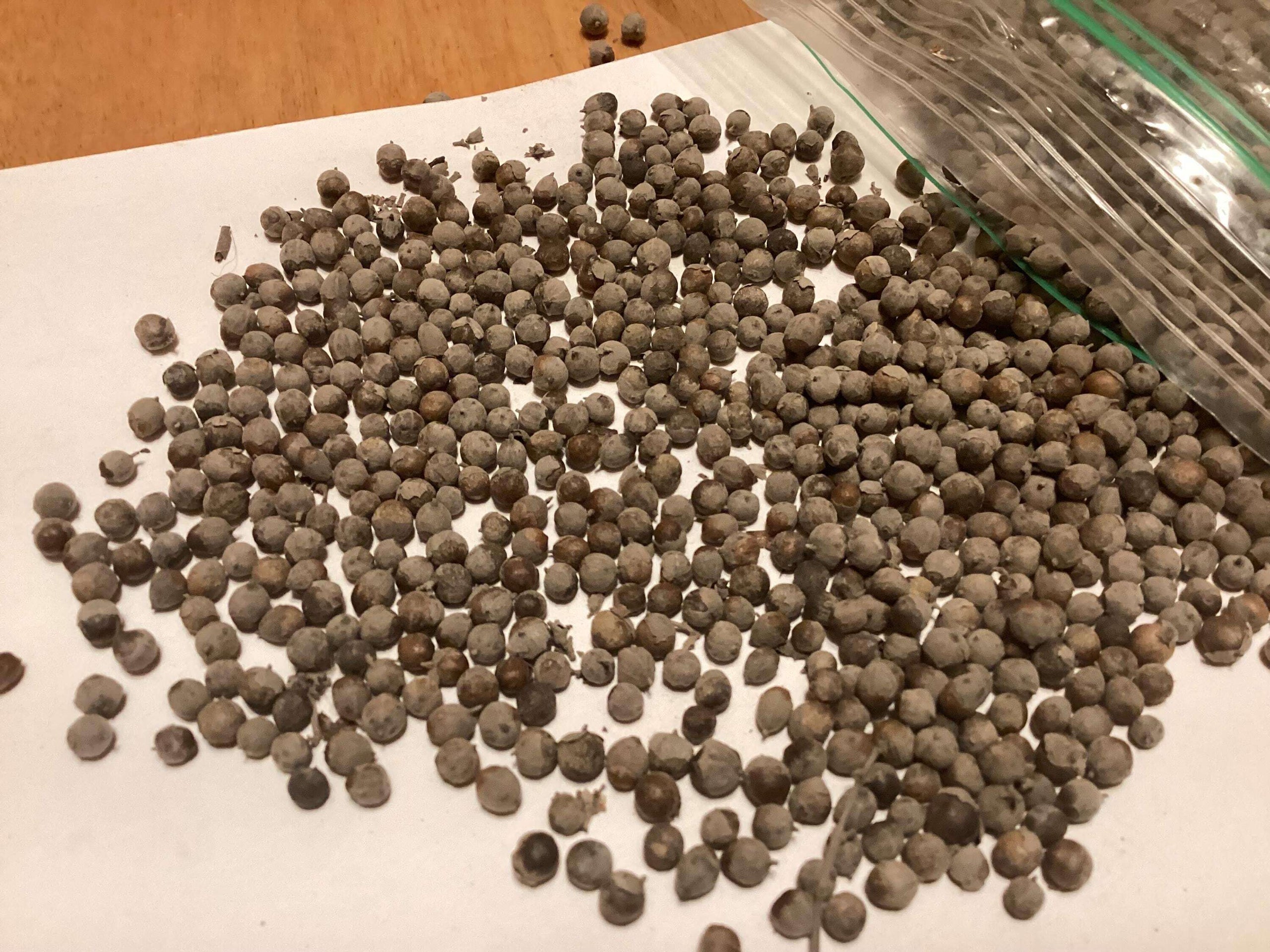 Monks Pepper Tree (VITEX ANGUS-CASTUS) (Lilac Chaste Tree ...