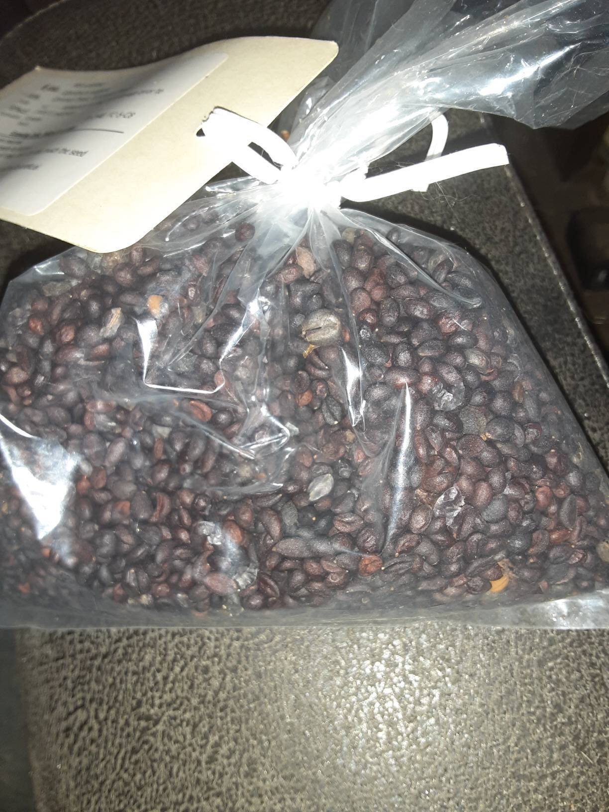 Wild Privet Shrub Seeds (LIGUSTRUM VULGARE) (Common Privet Tree ...