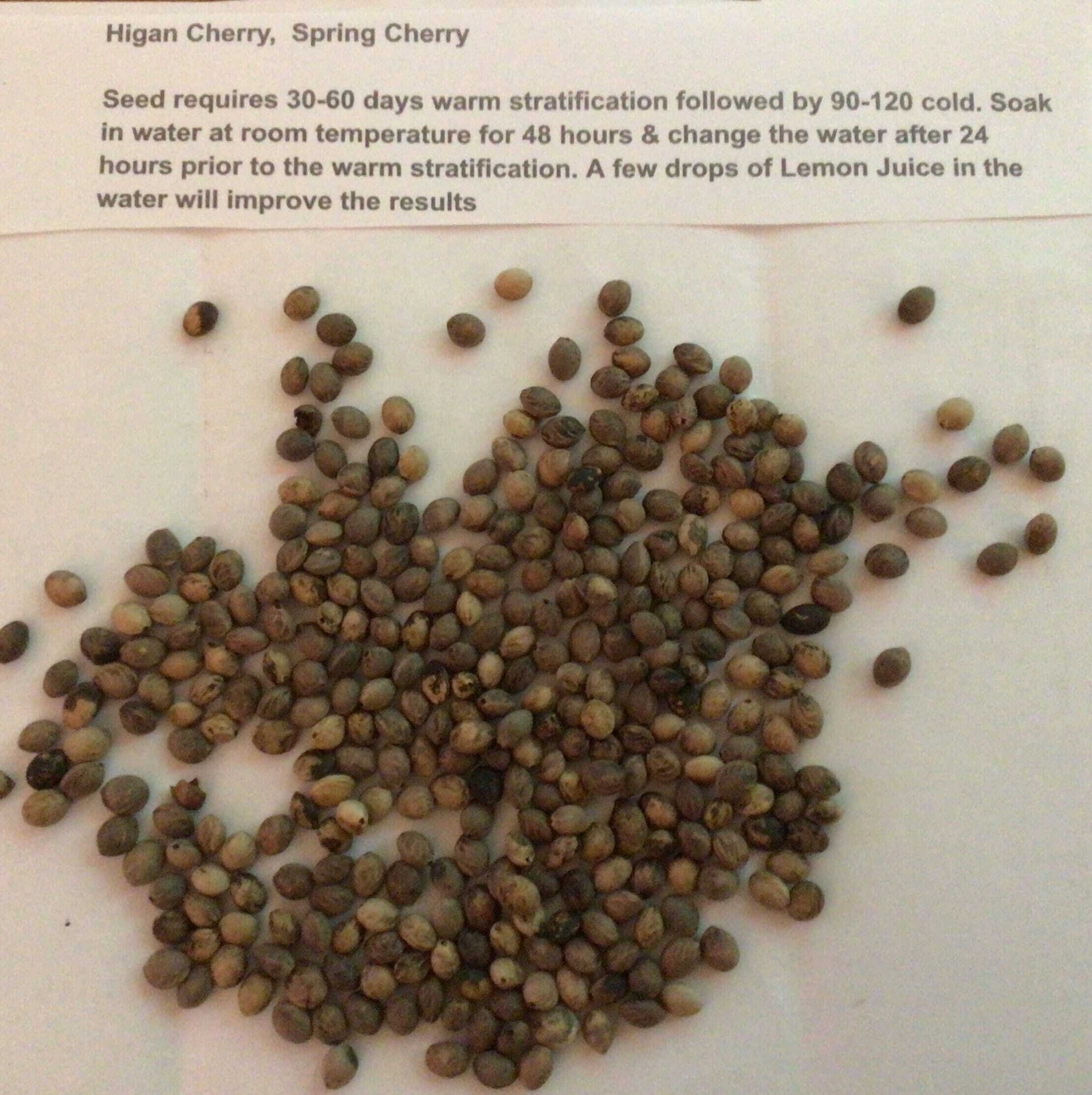 Higan Cherry Tree Seeds (PRUNUS SUBHIRTELLA) (Spring Cherry ...