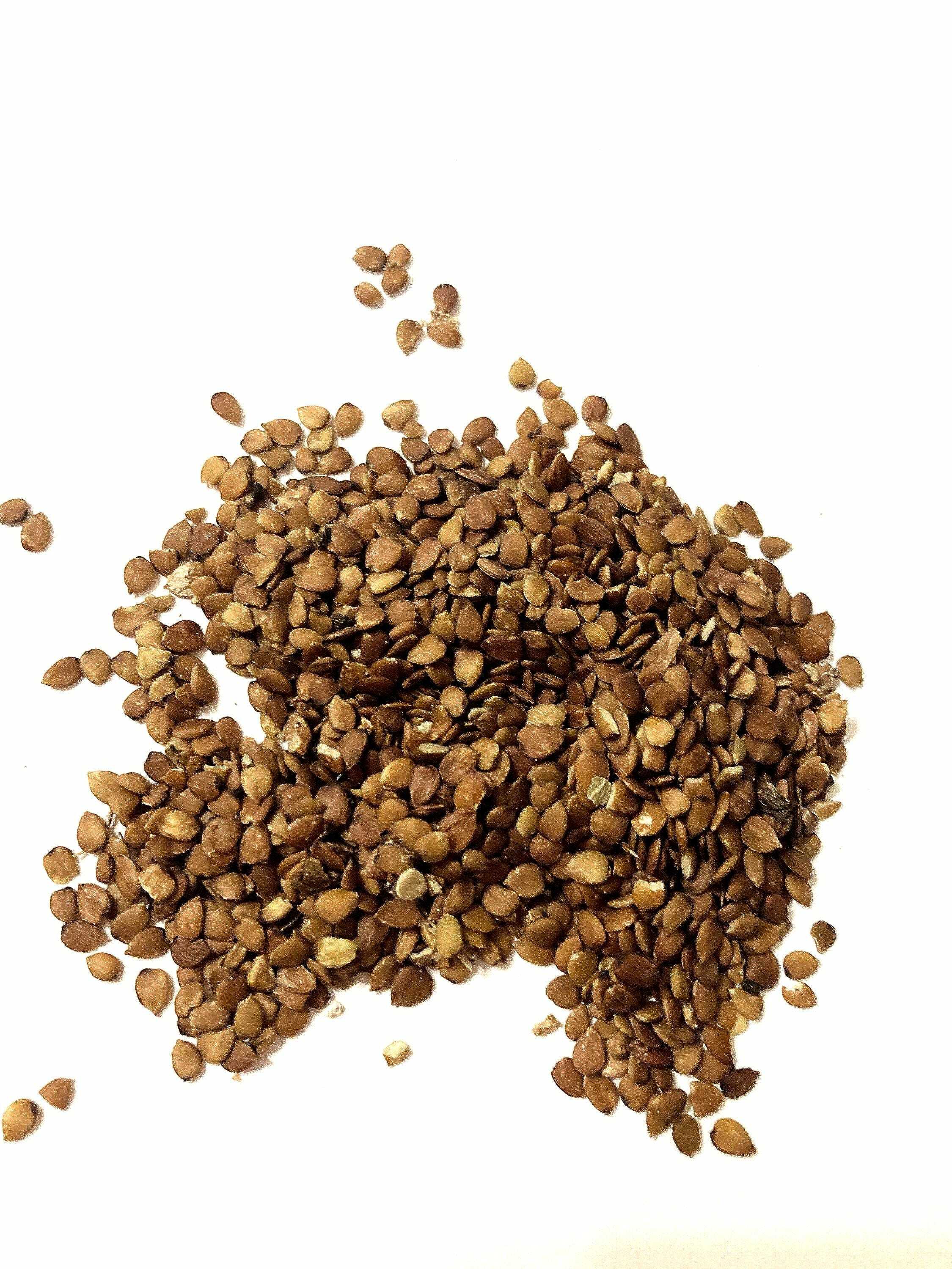 Common Elm Tree Seeds (ULMUS AMERICANA) (White Elm) (Water Elm) (Gray ...