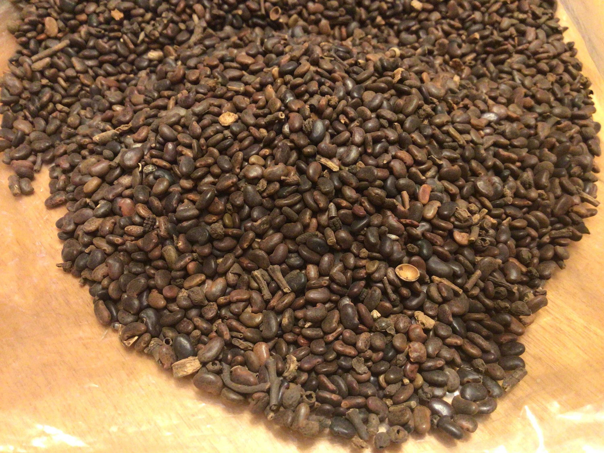 Black Locust Tree Seeds (ROBINIA PSEUDOACACIA) (False Acacia ...