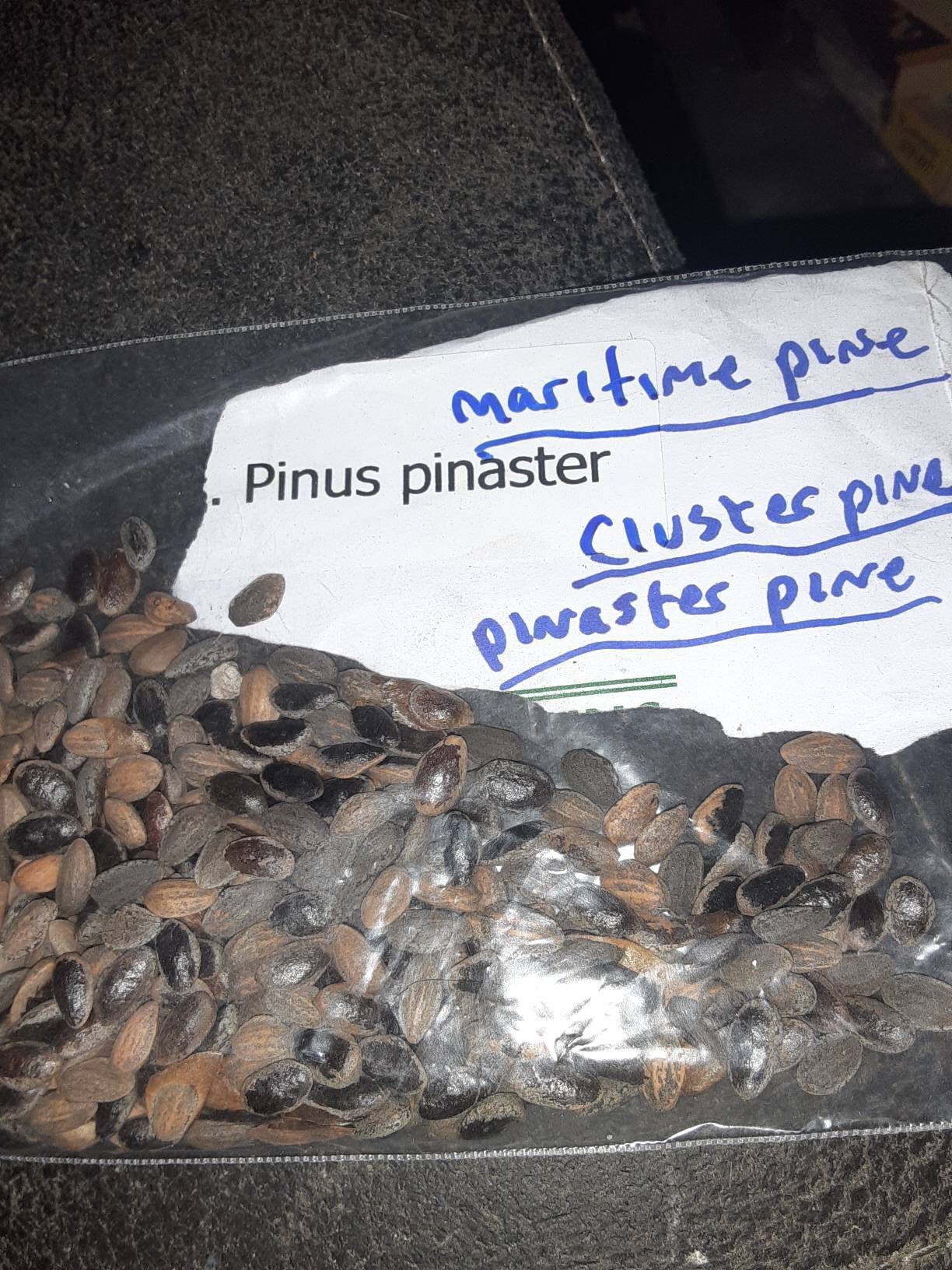 Cluster Pine Tree Seeds (PINUS PINASTER) (Maritime Pine) | TreeSeedMan ...