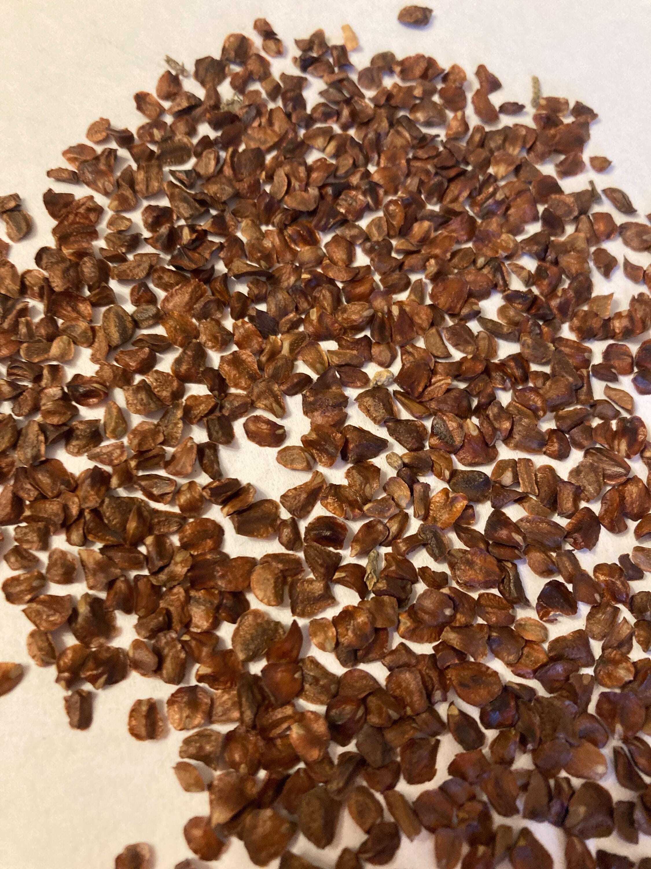 Bhutan Cypress Tree Seeds (CUPRESSUS TORULOSA) (Himalayan Cypress ...